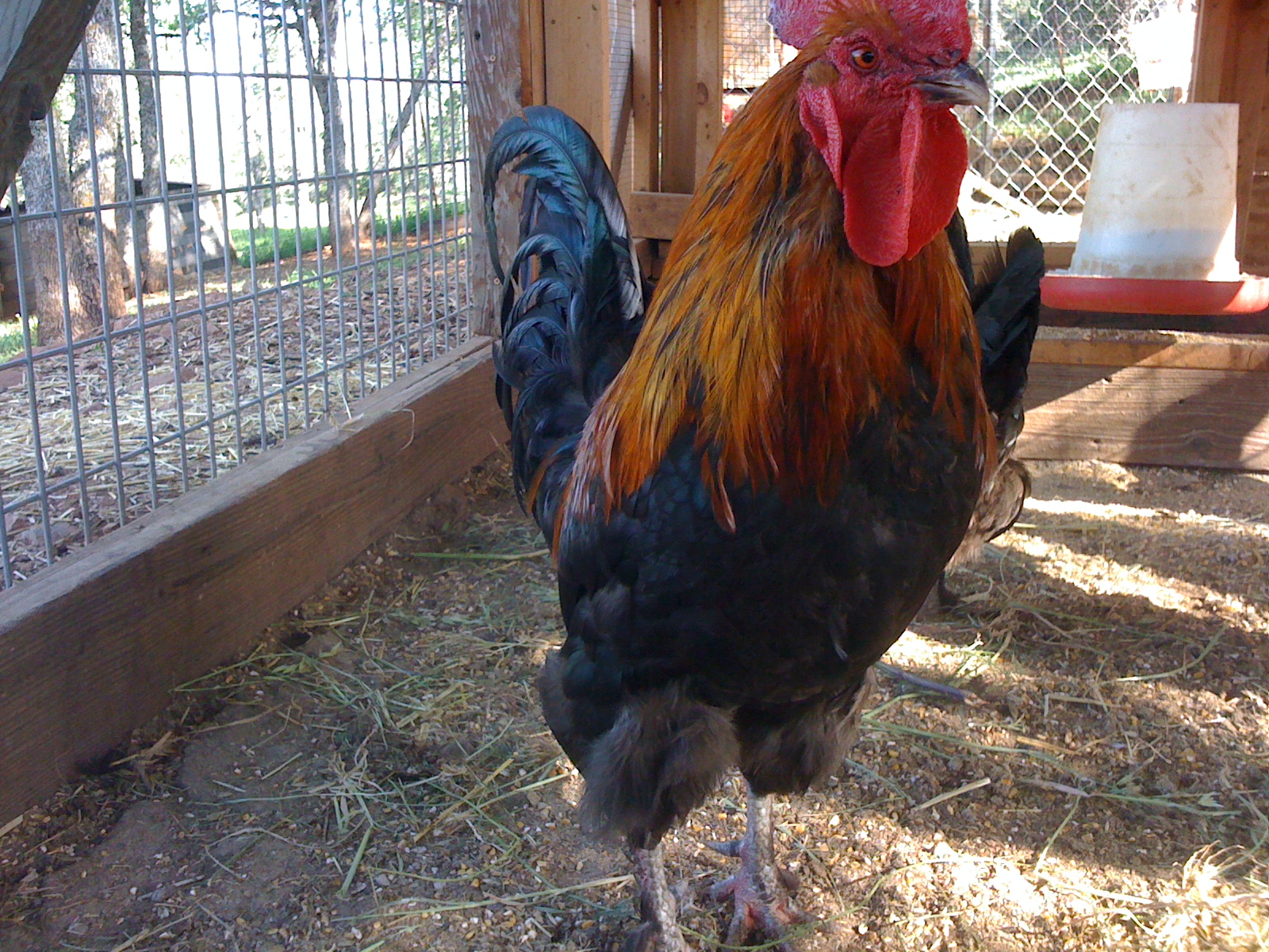 BCM Roo | BackYard Chickens - Learn How to Raise Chickens