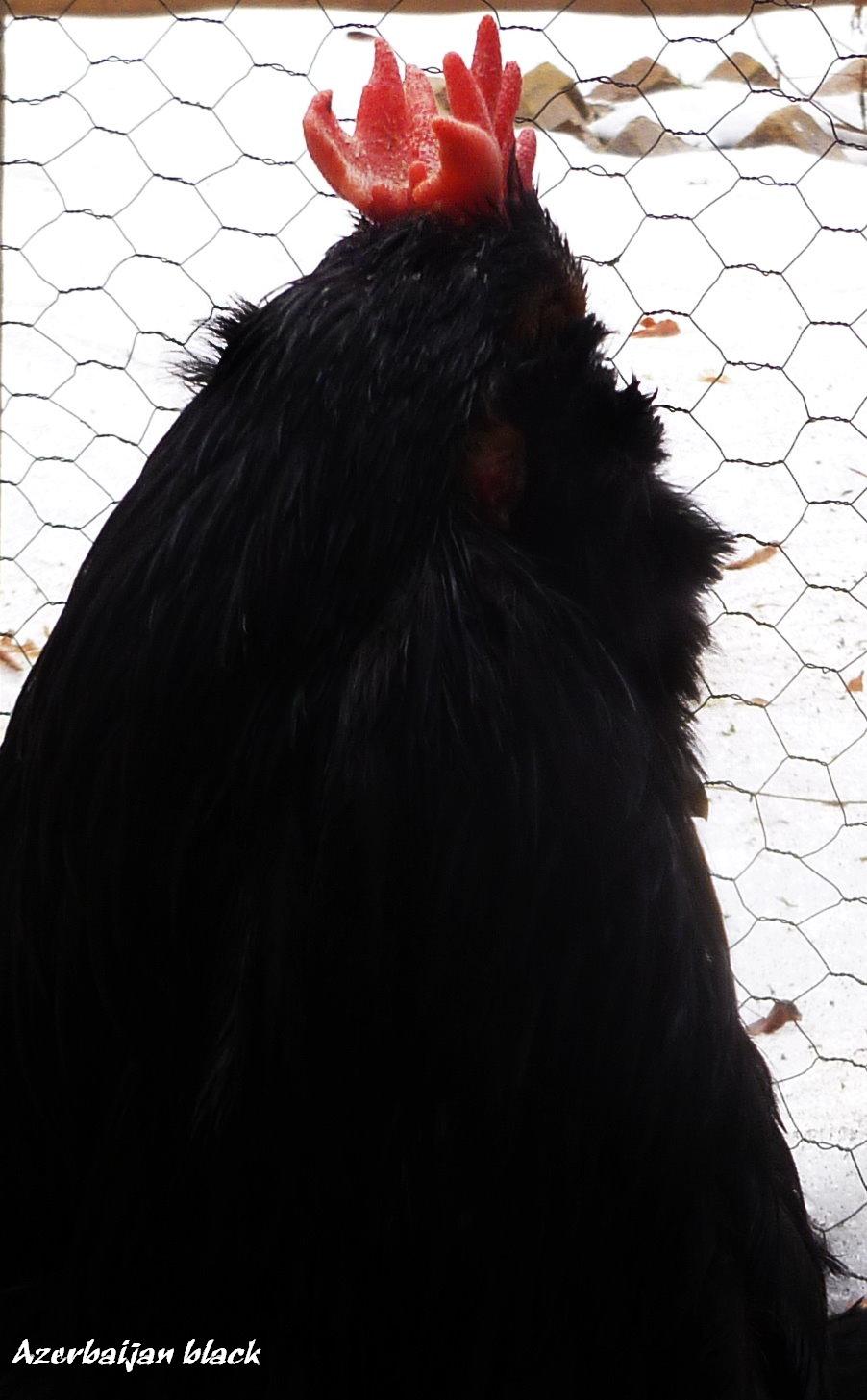 Bearded Rooster black azerbaijan | BackYard Chickens - Learn How to ...