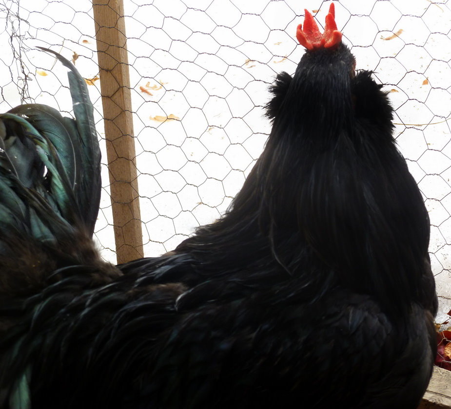 Bearded Rooster | BackYard Chickens - Learn How to Raise Chickens