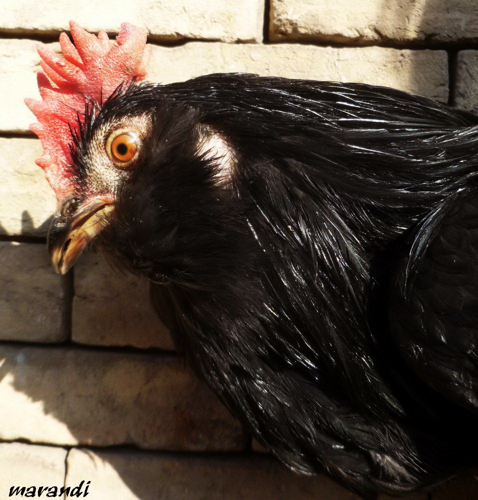 Bearded Rooster | BackYard Chickens - Learn How to Raise Chickens