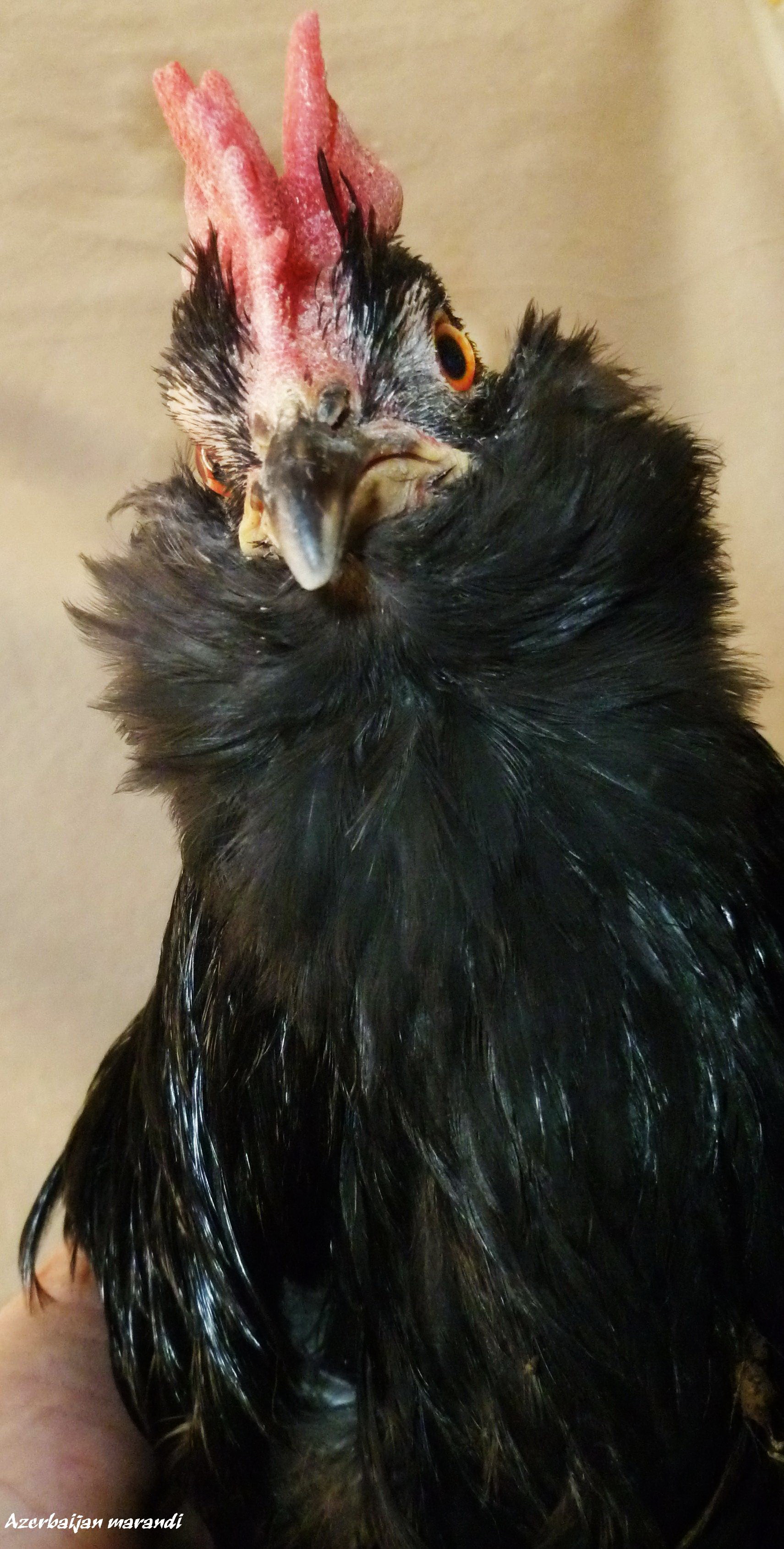 Bearded Rooster | BackYard Chickens - Learn How to Raise Chickens