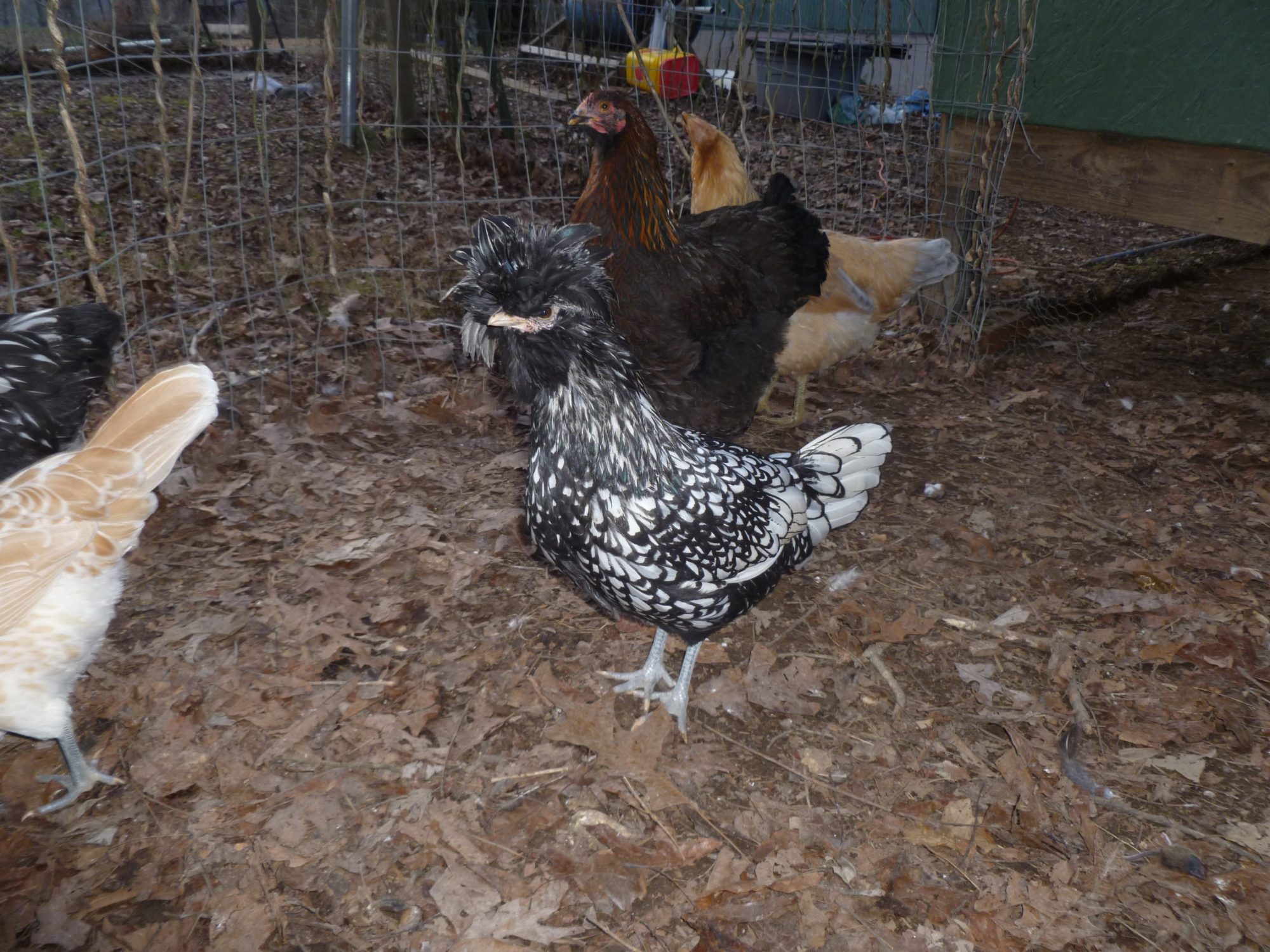 Beatrice and Shirley | BackYard Chickens - Learn How to Raise Chickens