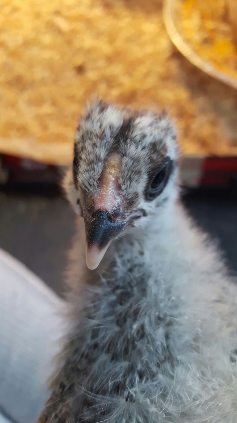 Beatrice | BackYard Chickens - Learn How to Raise Chickens