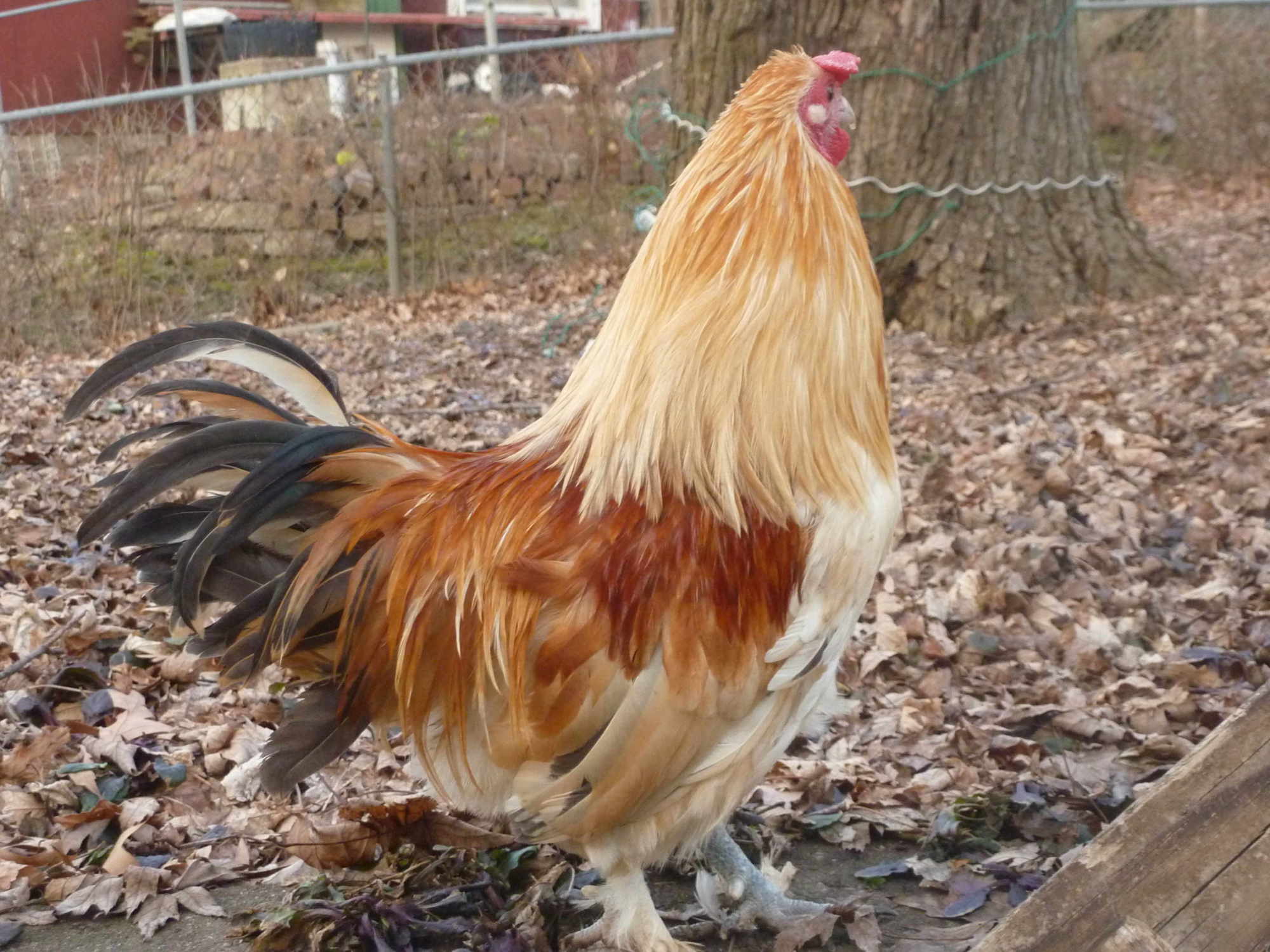 "Benji" | BackYard Chickens - Learn How to Raise Chickens