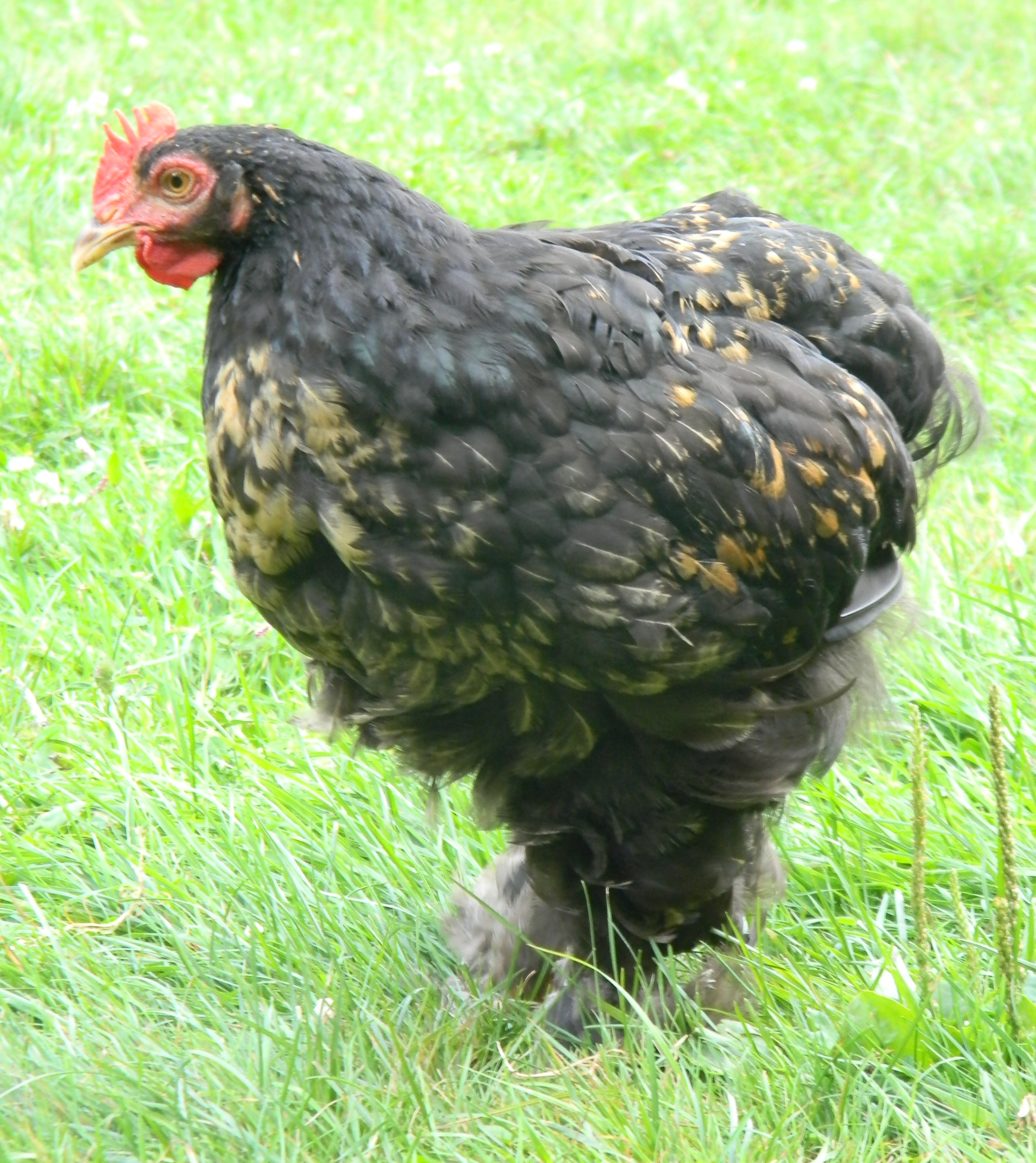 Bert | BackYard Chickens - Learn How to Raise Chickens