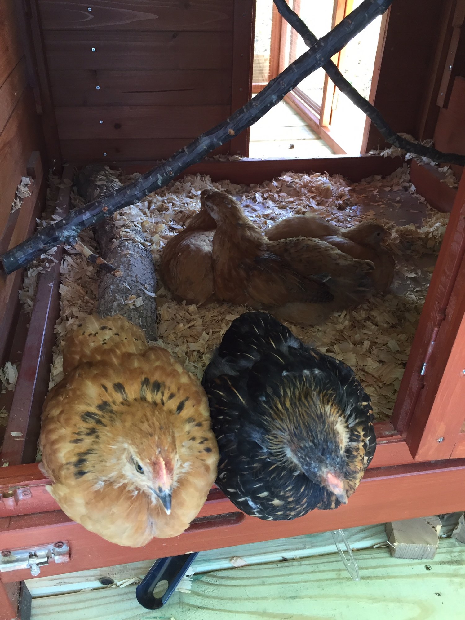 Best buds | BackYard Chickens - Learn How to Raise Chickens