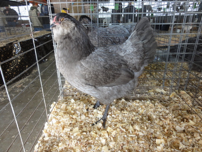 Best Variety winner! | BackYard Chickens - Learn How to Raise Chickens