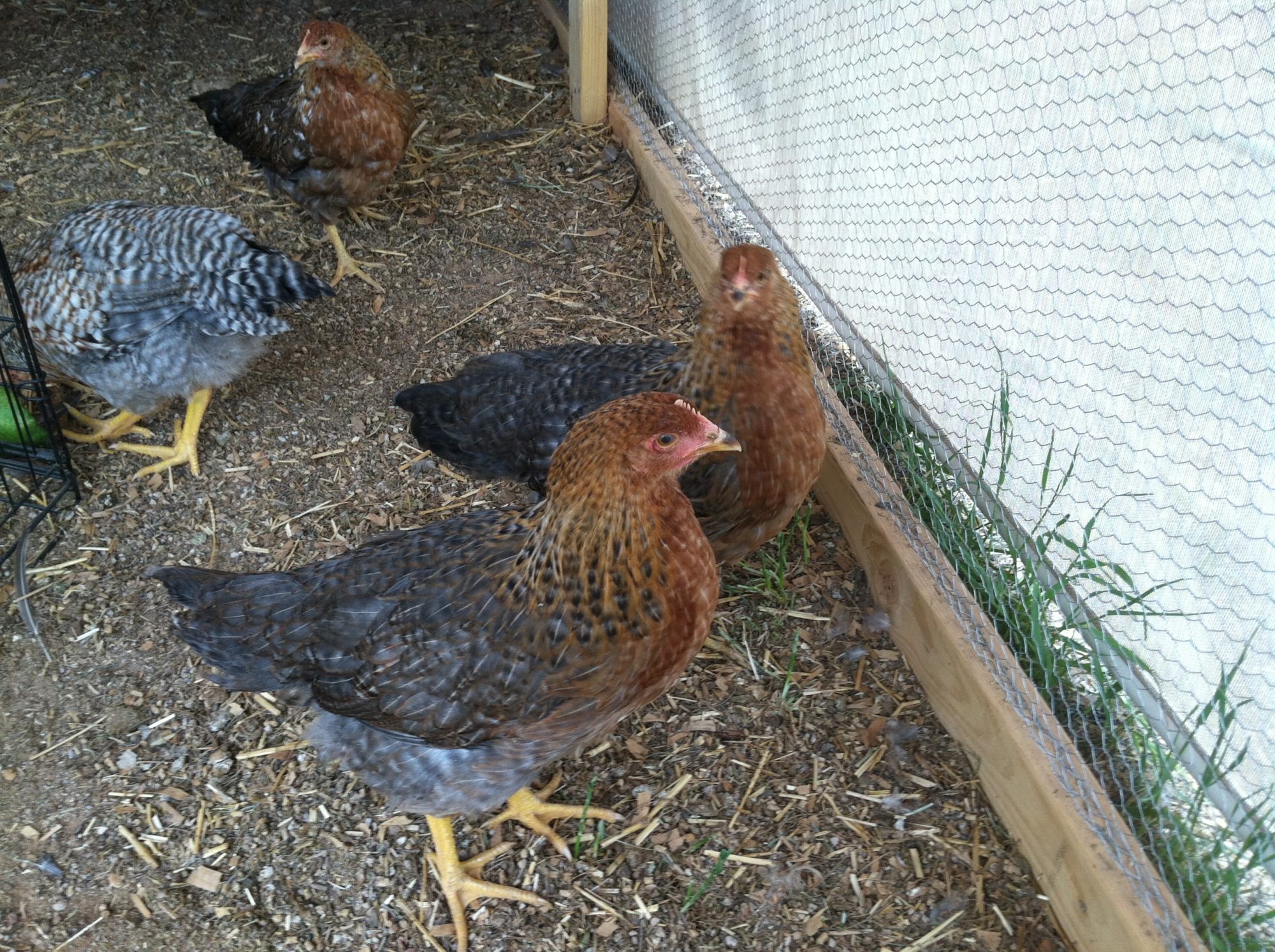 Bielefelder hen | BackYard Chickens - Learn How to Raise Chickens