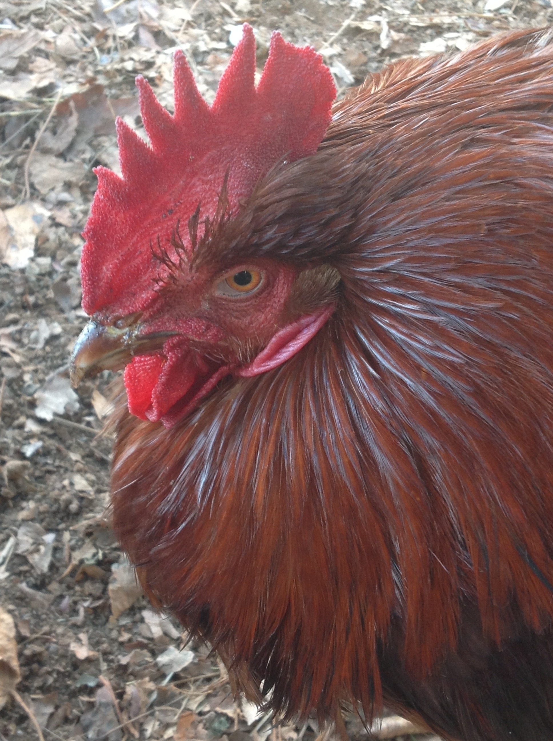 Big Red | BackYard Chickens - Learn How to Raise Chickens