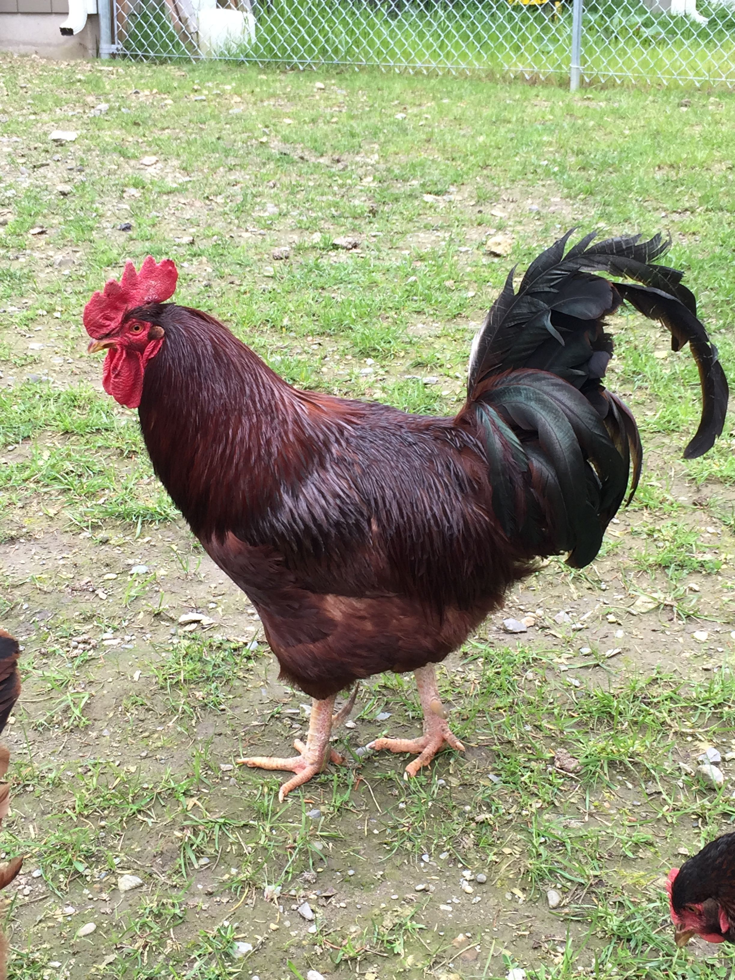 Big red | BackYard Chickens - Learn How to Raise Chickens