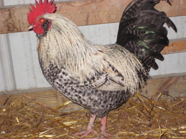 big roo | BackYard Chickens - Learn How to Raise Chickens