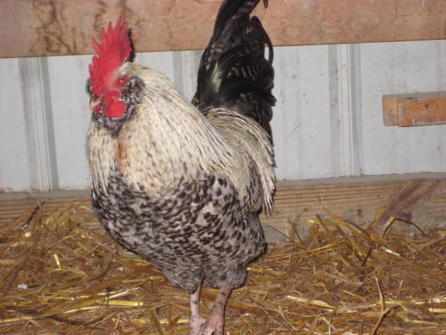 big roo | BackYard Chickens - Learn How to Raise Chickens