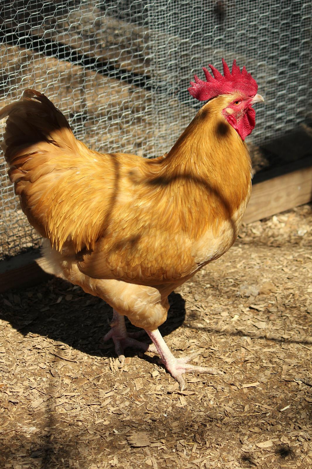 BILL | BackYard Chickens - Learn How to Raise Chickens