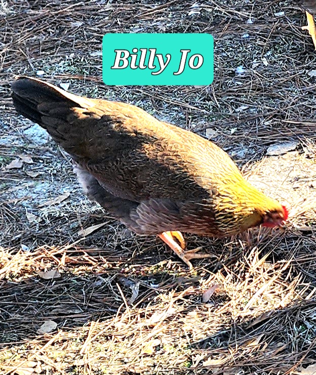 Billy joe | BackYard Chickens - Learn How to Raise Chickens