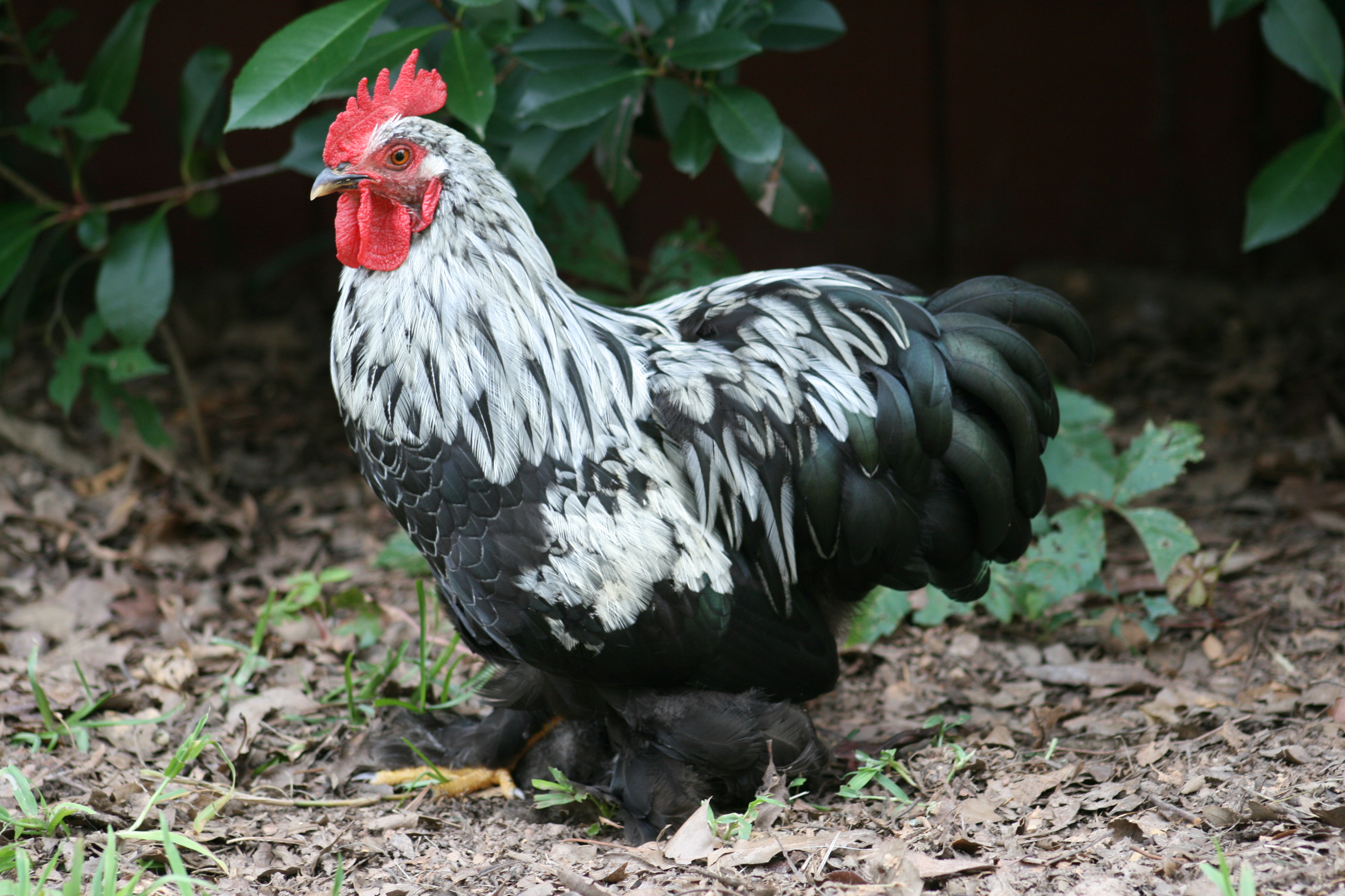 Birchen Cochin Bantam | BackYard Chickens