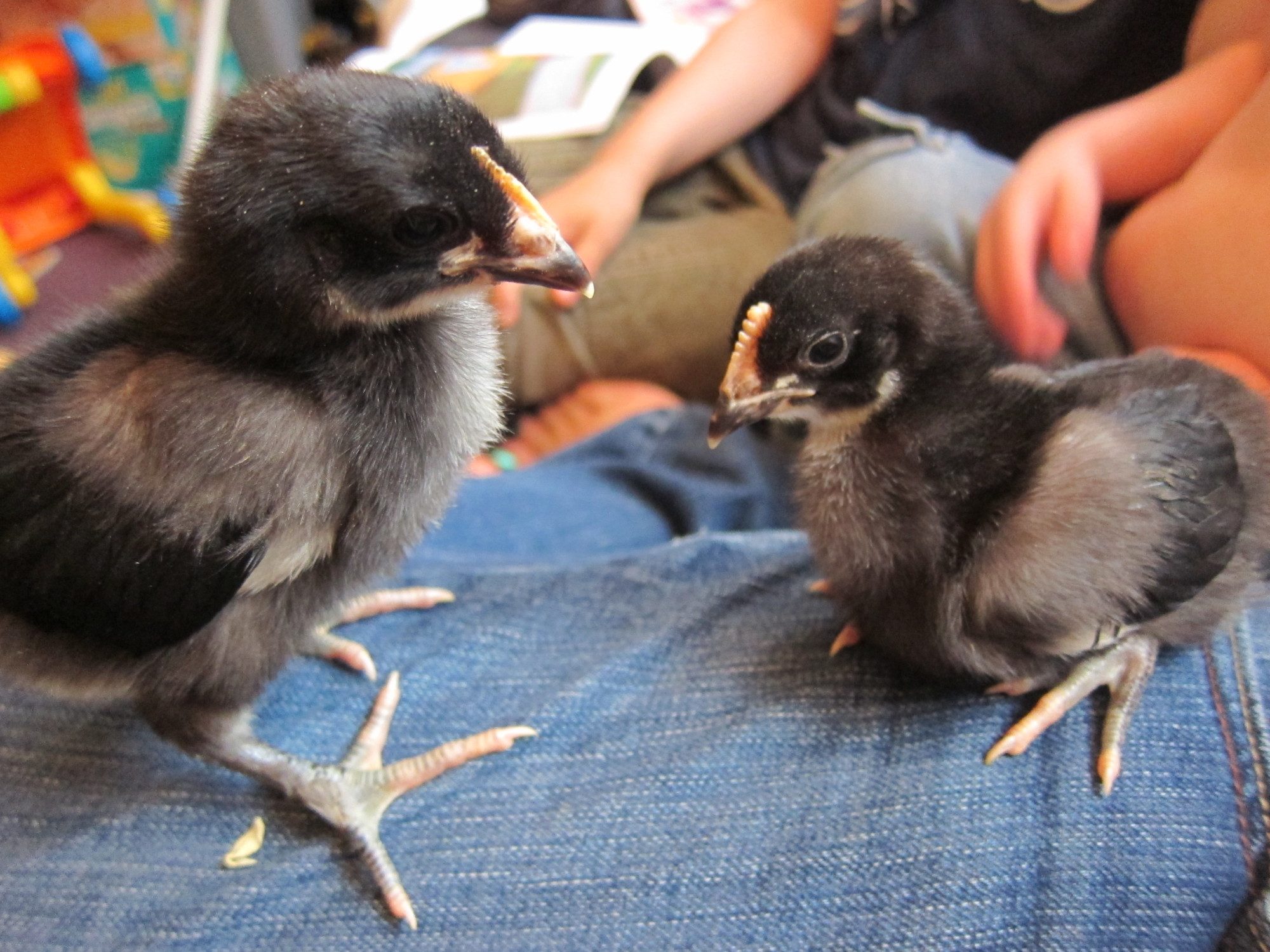 Birchen Marans chicks | BackYard Chickens - Learn How to Raise Chickens