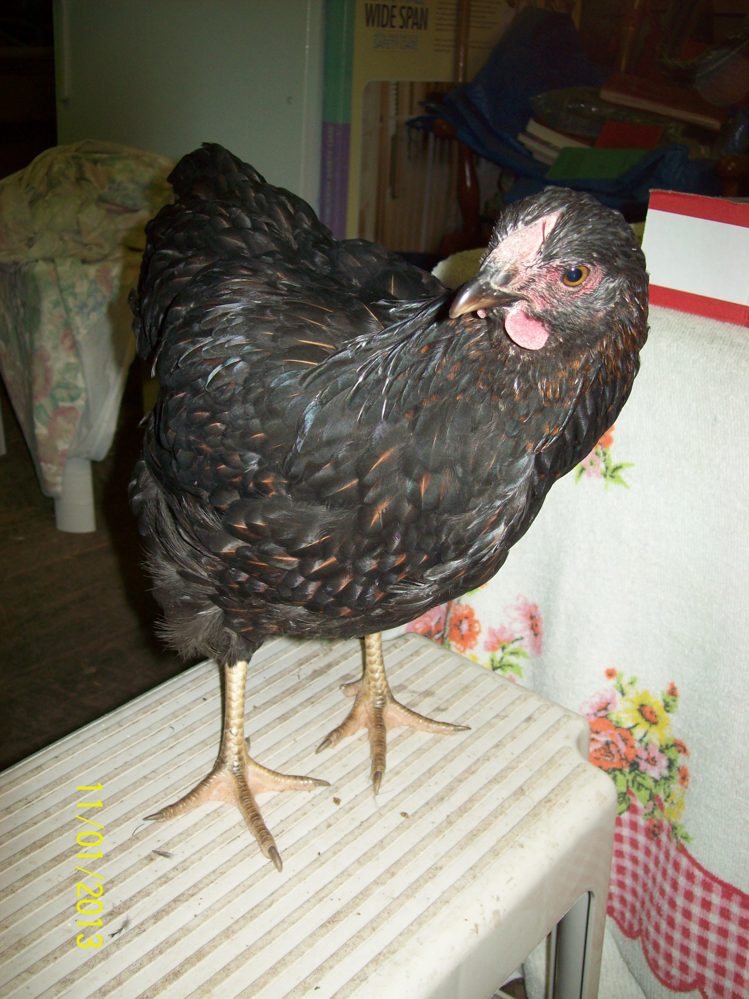 bl | BackYard Chickens - Learn How to Raise Chickens