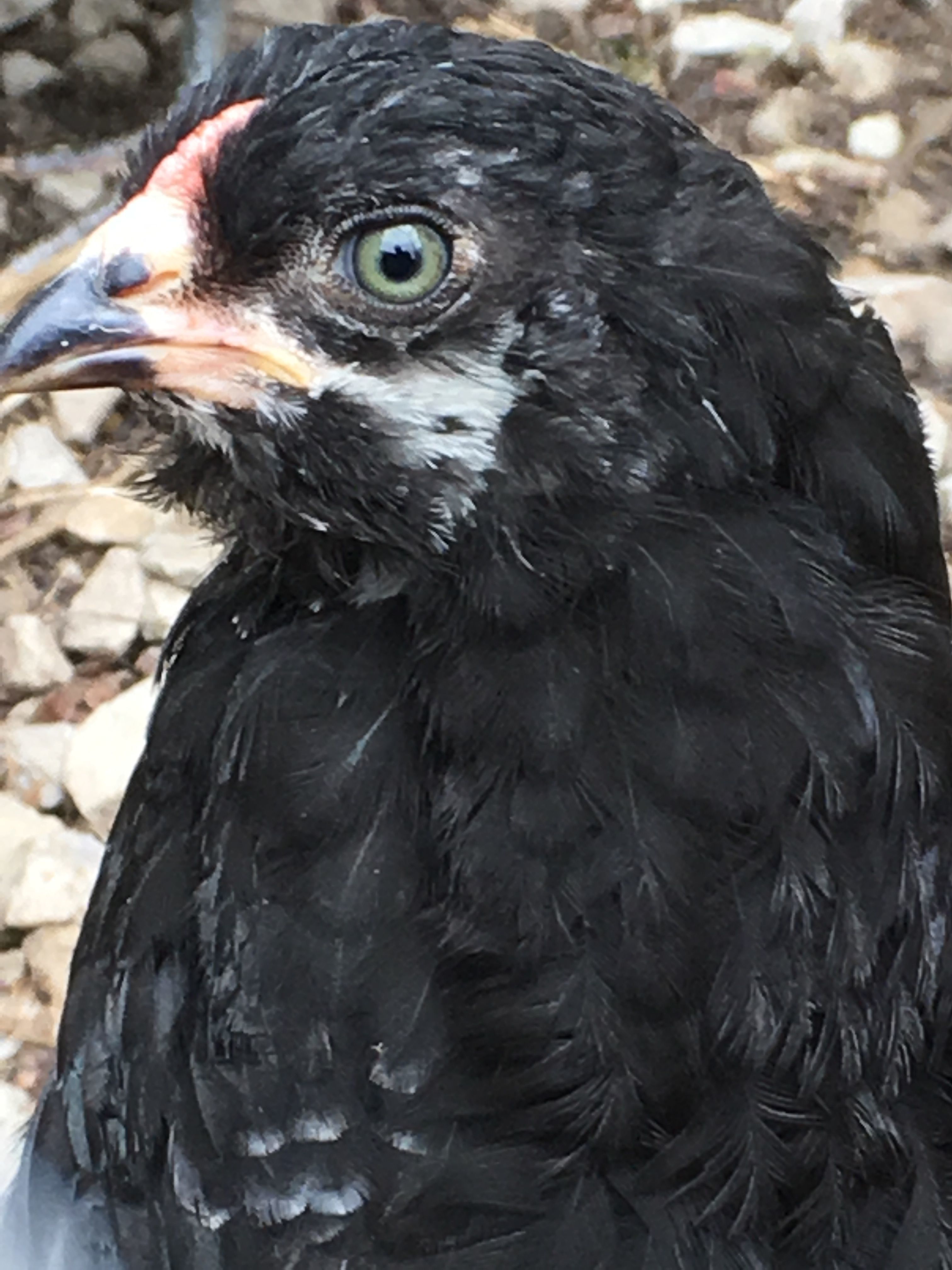 Black Ameraucana cockerel | BackYard Chickens - Learn How to Raise Chickens