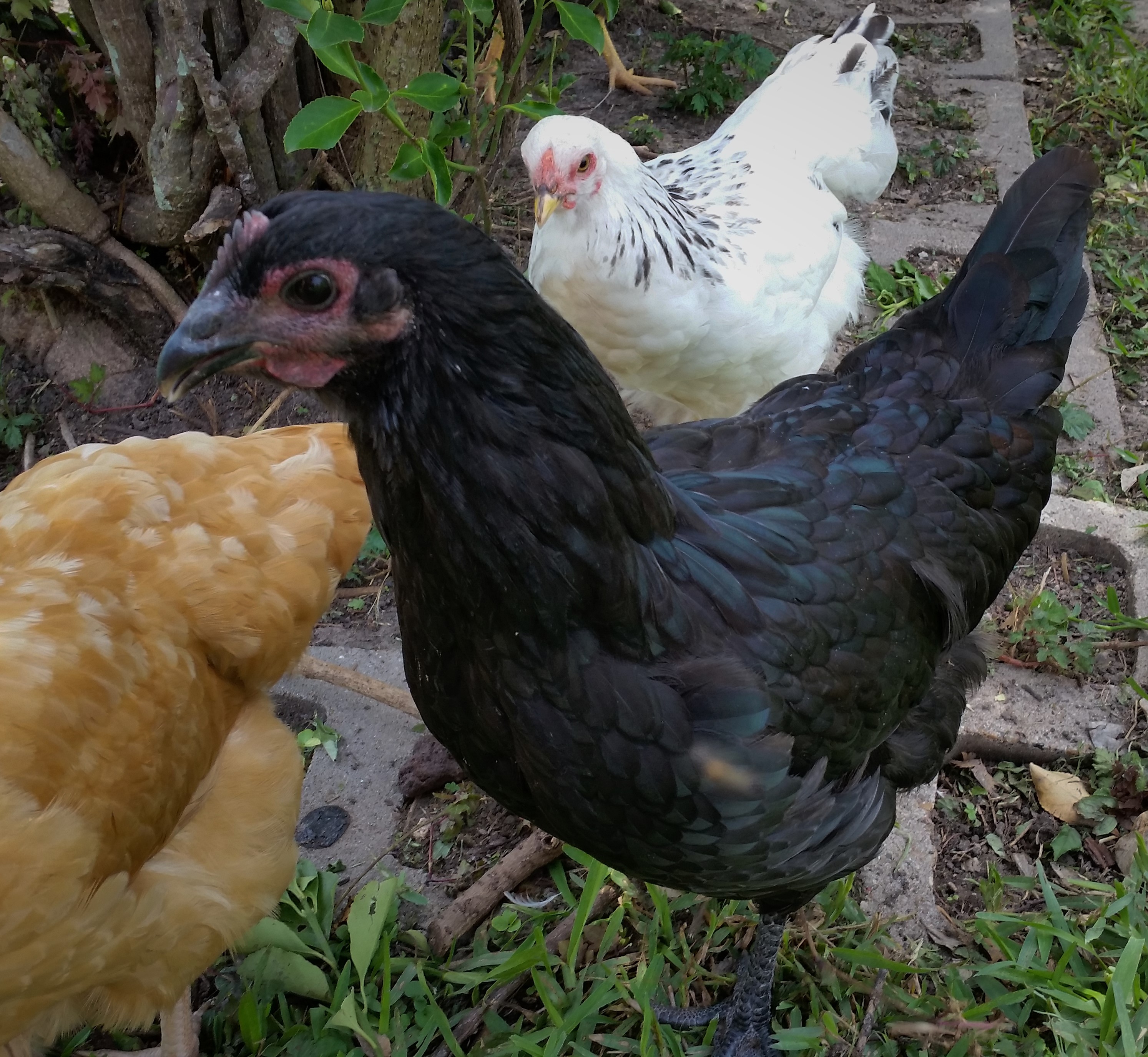 Black Australorp 20 weeks | BackYard Chickens - Learn How to Raise Chickens Black Australorp 20 weeks | BackYard Chickens - Learn How to Raise Chickens