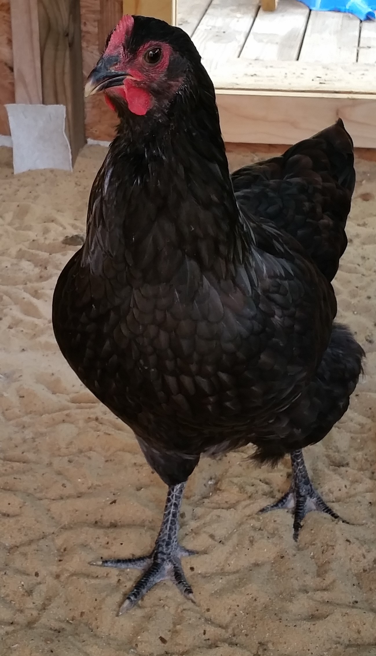 Black Australorp 22 weeks | BackYard Chickens - Learn How to Raise Chickens Black Australorp 22 weeks | BackYard Chickens - Learn How to Raise Chickens