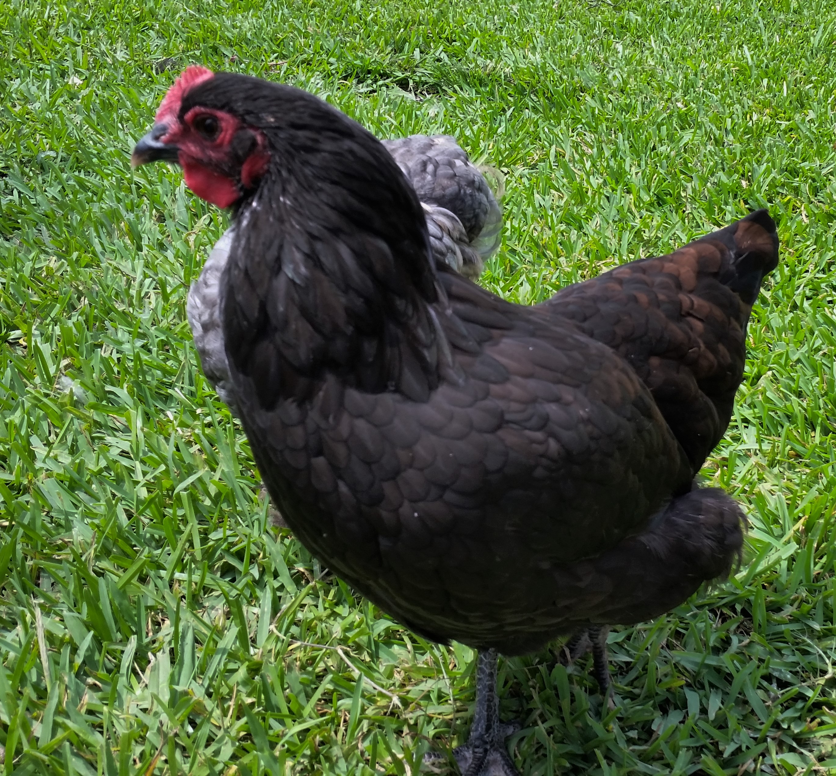 Black Australorp 23 weeks | BackYard Chickens - Learn How to Raise Chickens Black Australorp 23 weeks | BackYard Chickens - Learn How to Raise Chickens