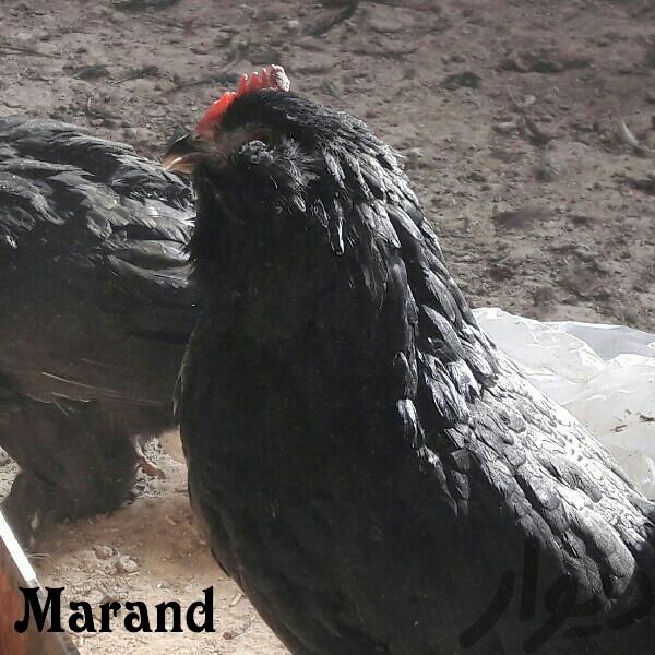 black Azerbaijan Marand breeds | BackYard Chickens - Learn How to Raise ...