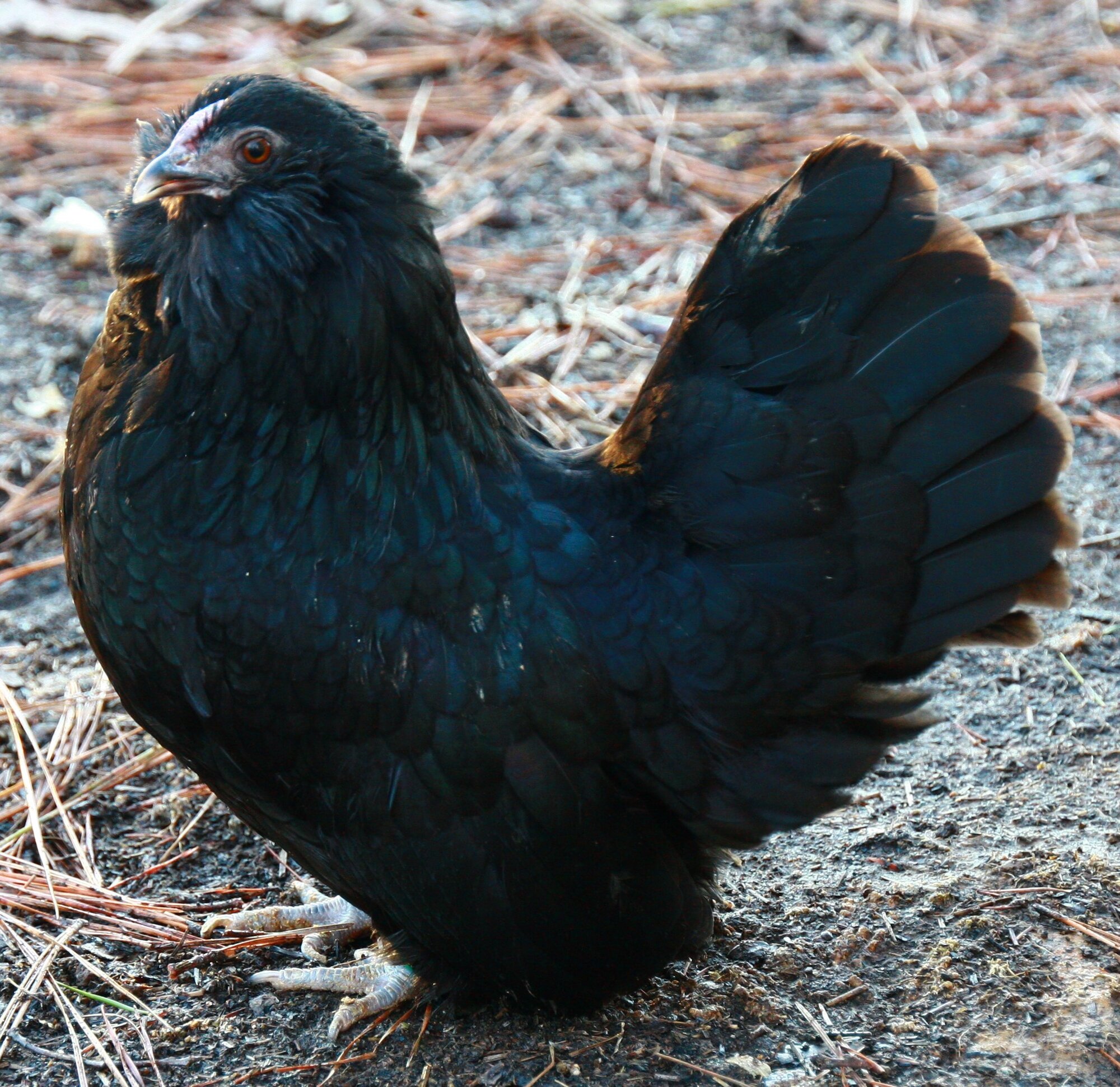 Black Belgian Bearded d’Anvers hen | BackYard Chickens - Learn How to ...