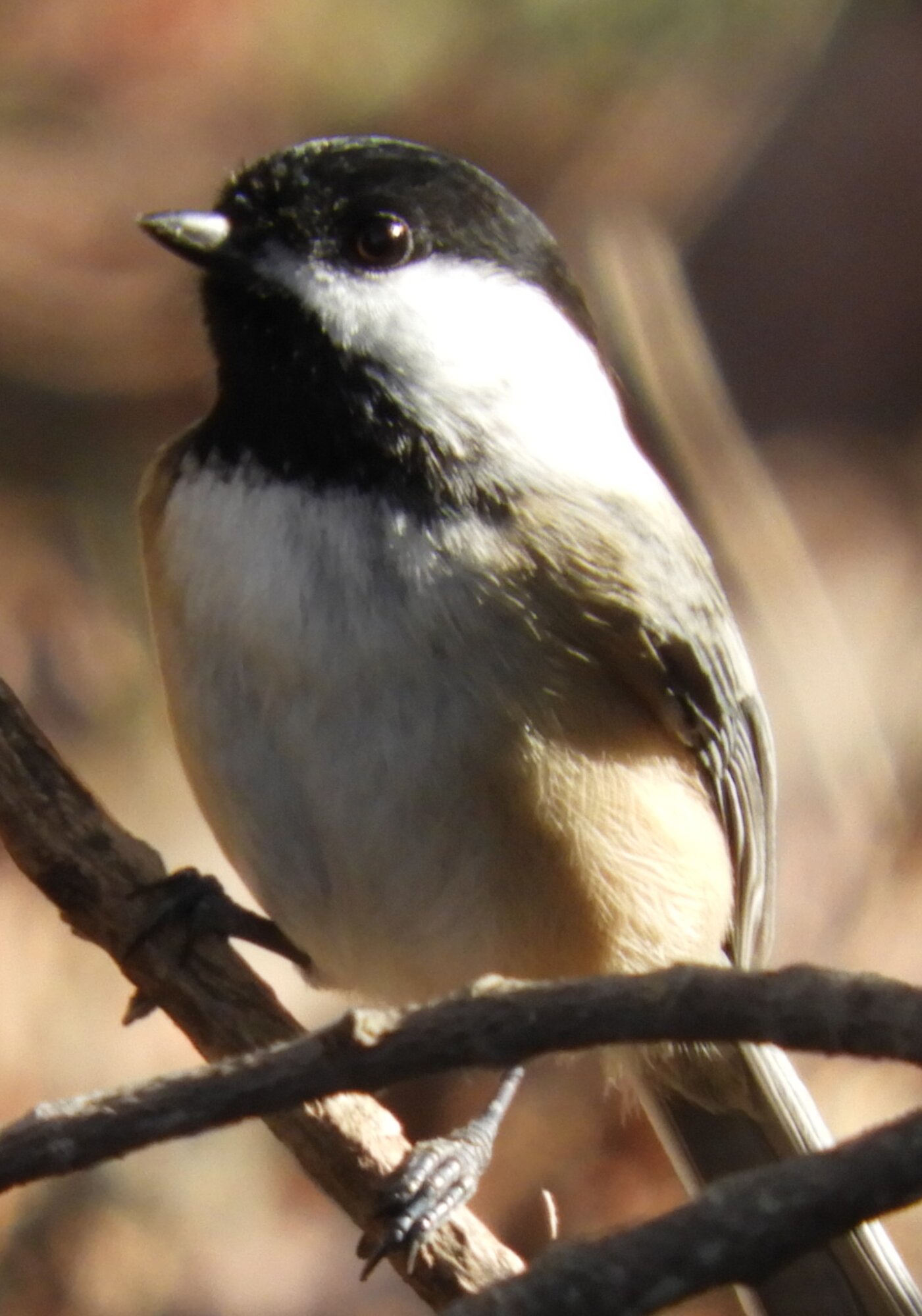 Black Capped Chickadee #1 | BackYard Chickens - Learn How to Raise Chickens