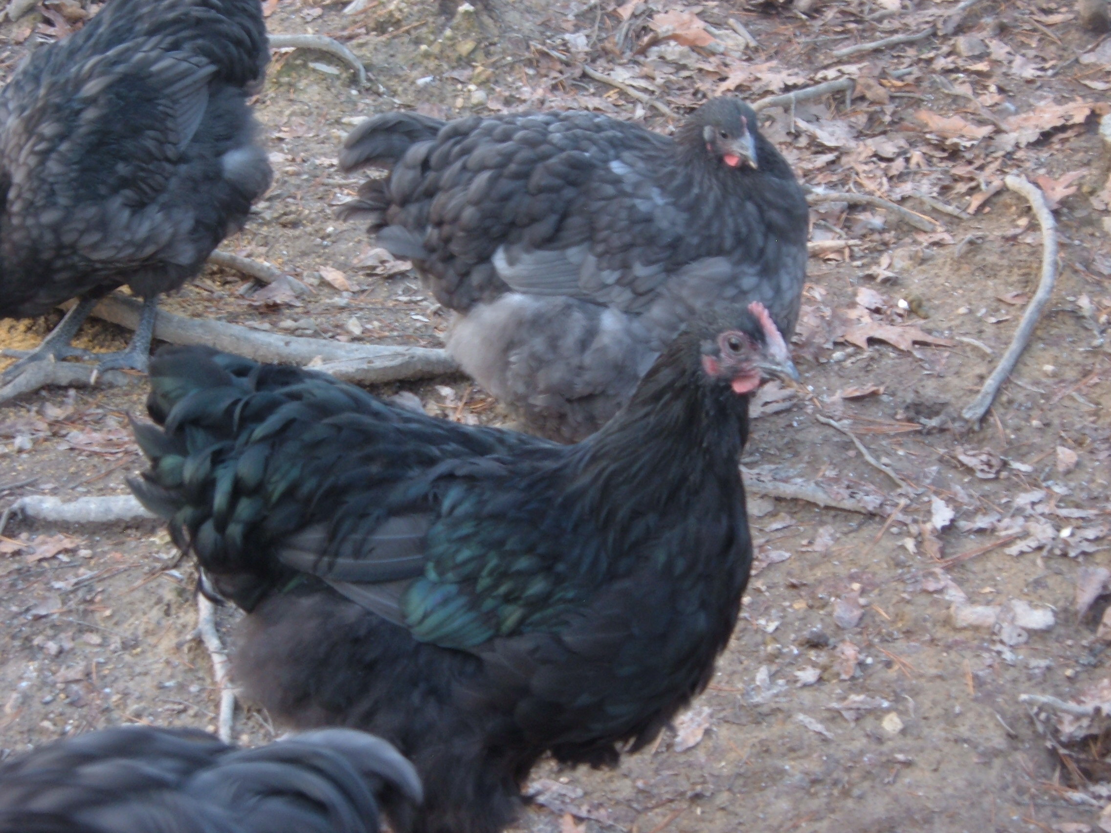 Black cockerel 16 weeks. | BackYard Chickens - Learn How to Raise Chickens