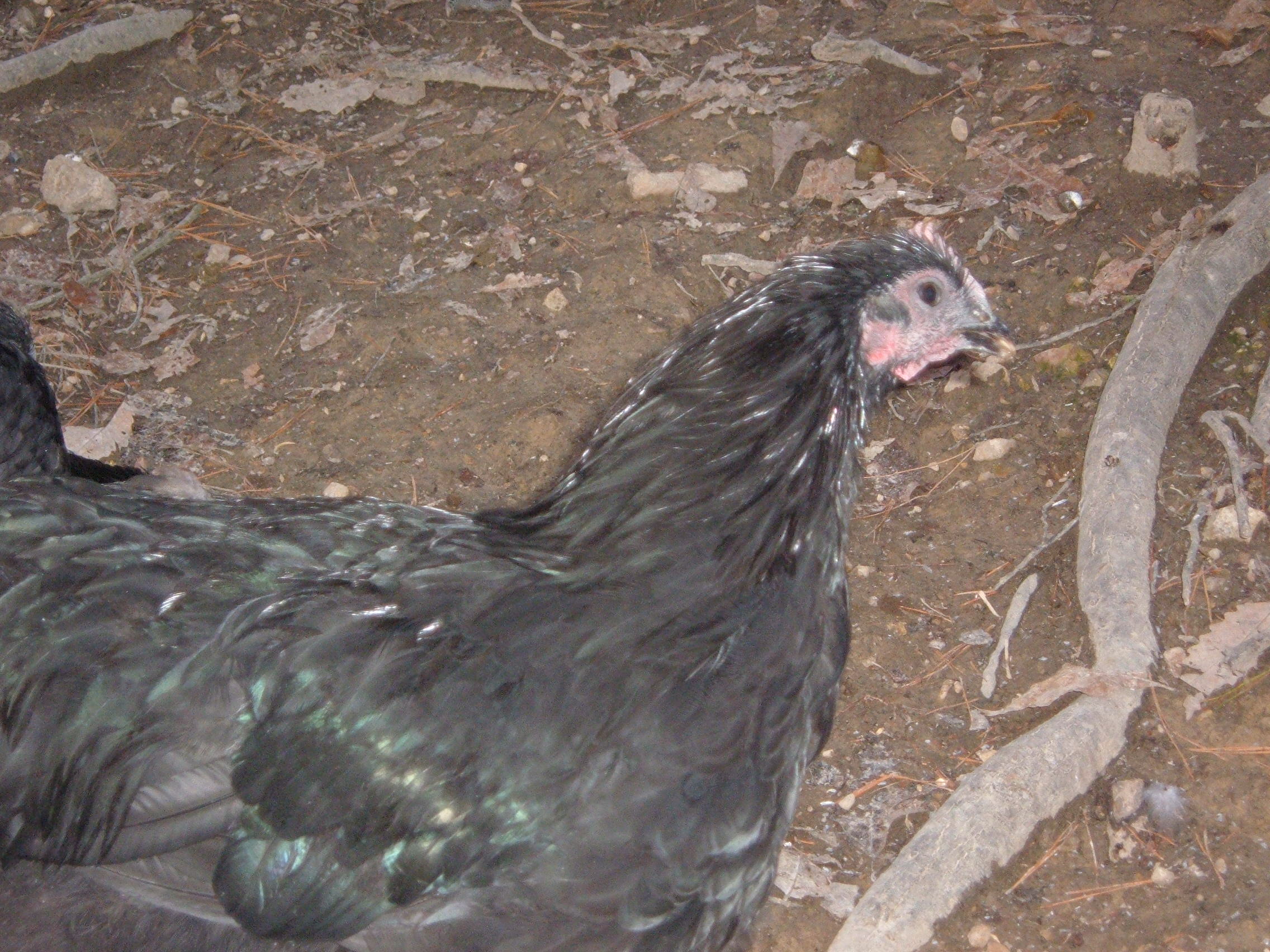 Black cockerel again 16 weeks. | BackYard Chickens - Learn How to Raise ...