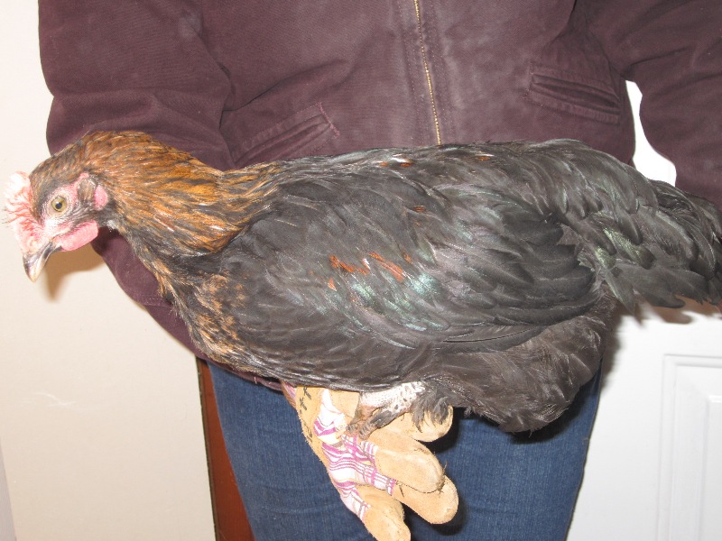 Black Copper Marans Cockerel | BackYard Chickens - Learn How to Raise ...