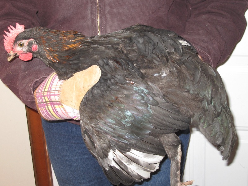 Black Copper Marans Cockerel | BackYard Chickens - Learn How to Raise ...