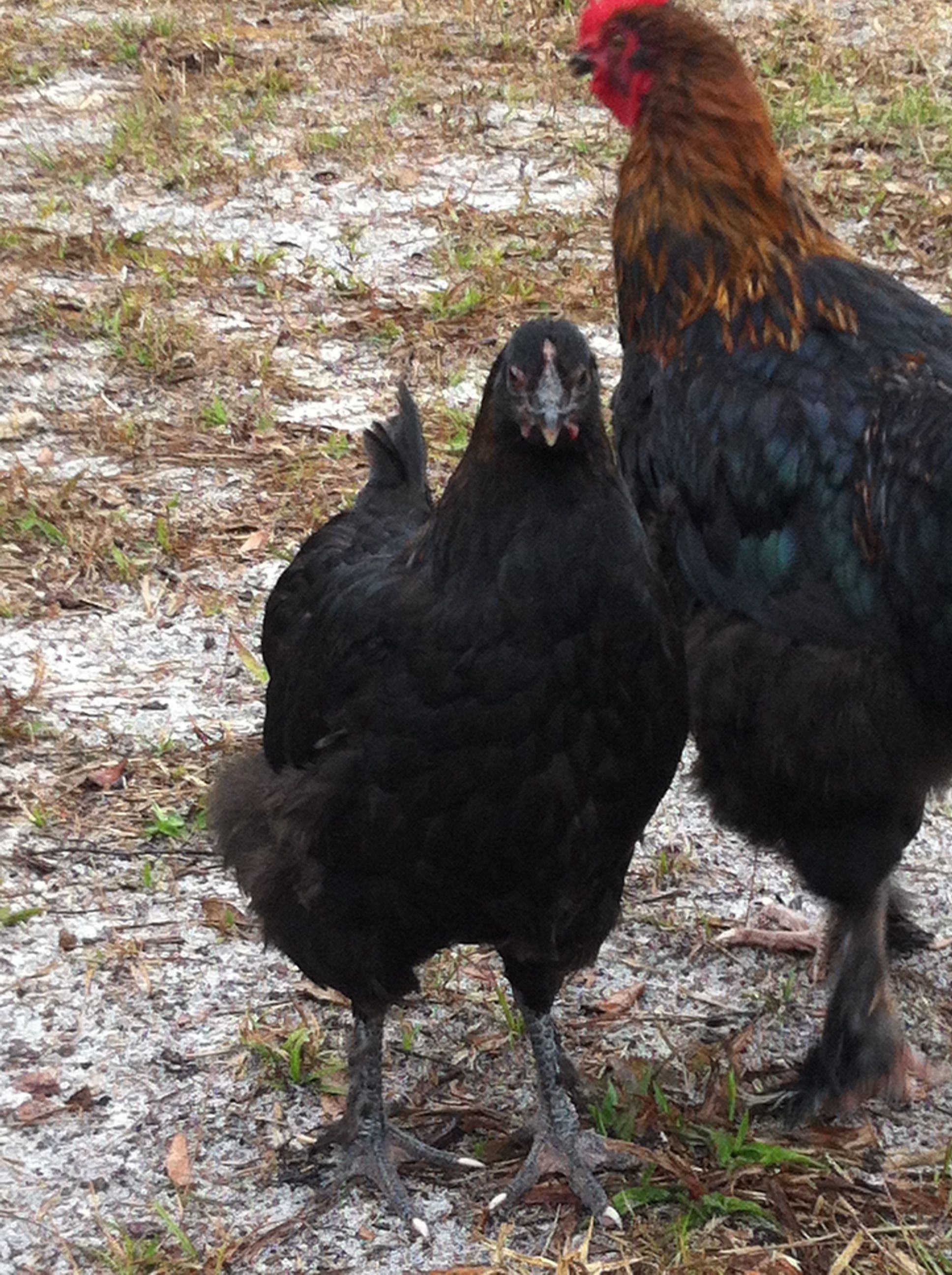 Black Copper Marans pullet | BackYard Chickens - Learn How to Raise ...