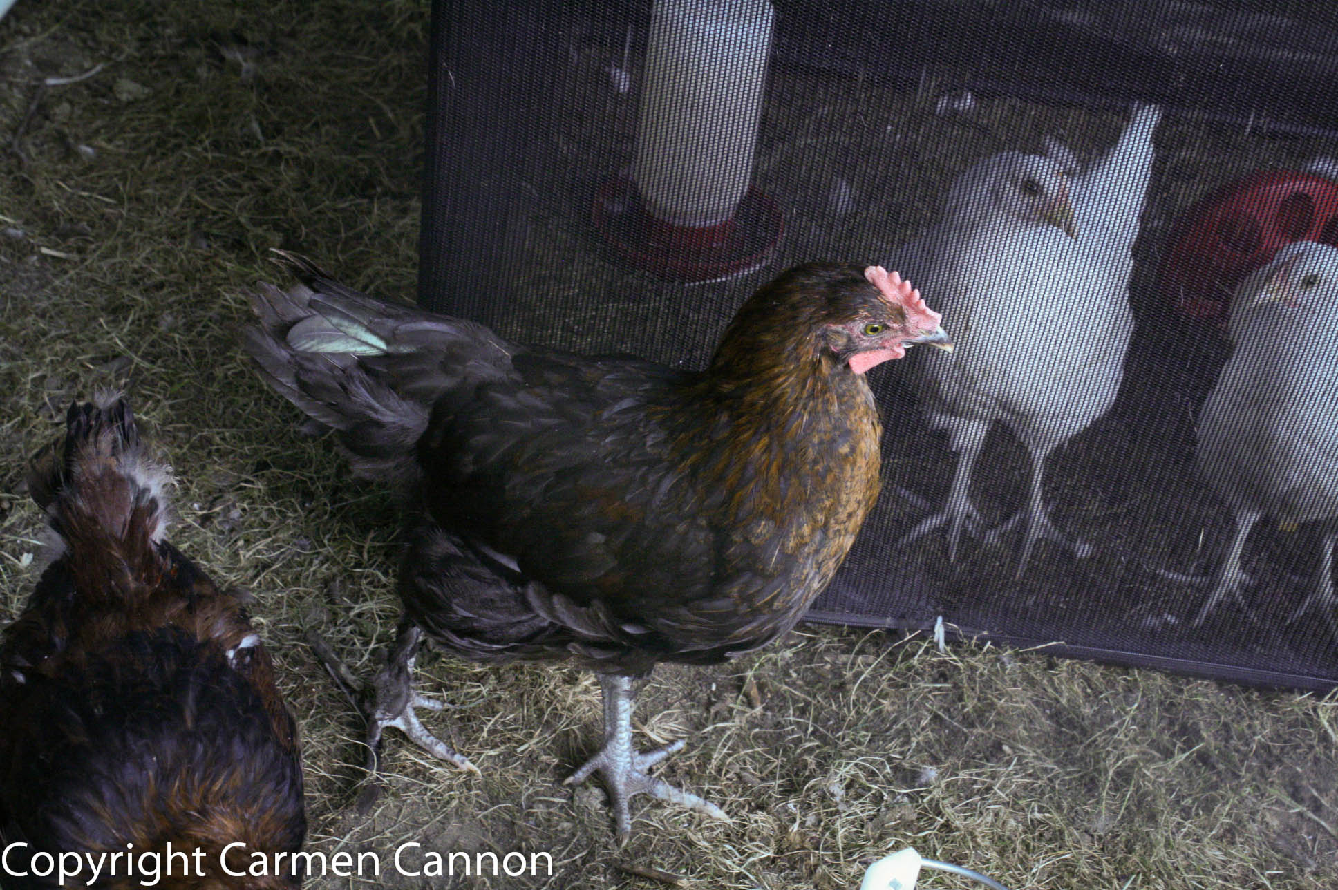 black copper marans | BackYard Chickens - Learn How to Raise Chickens