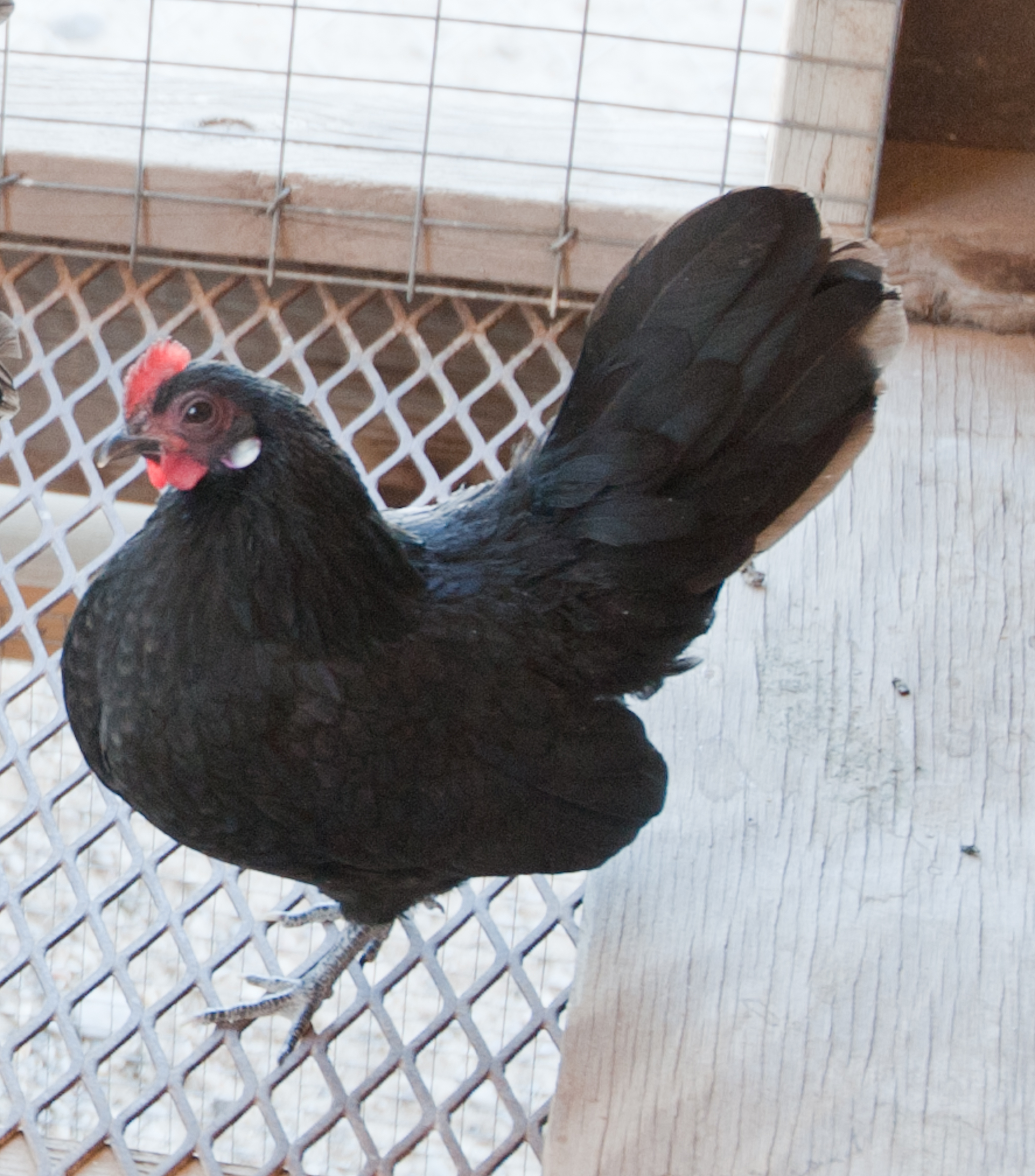 Black Dutch hen | BackYard Chickens - Learn How to Raise Chickens