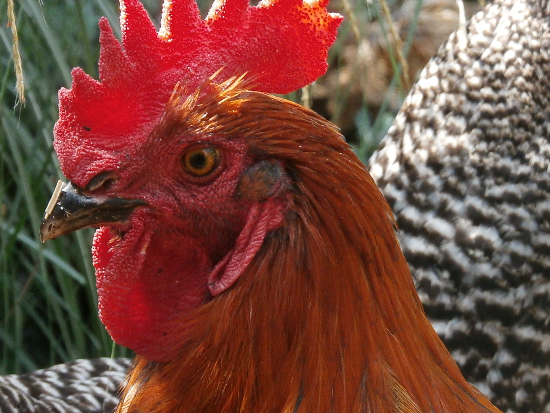 Black french copper maran rooster | BackYard Chickens - Learn How to ...