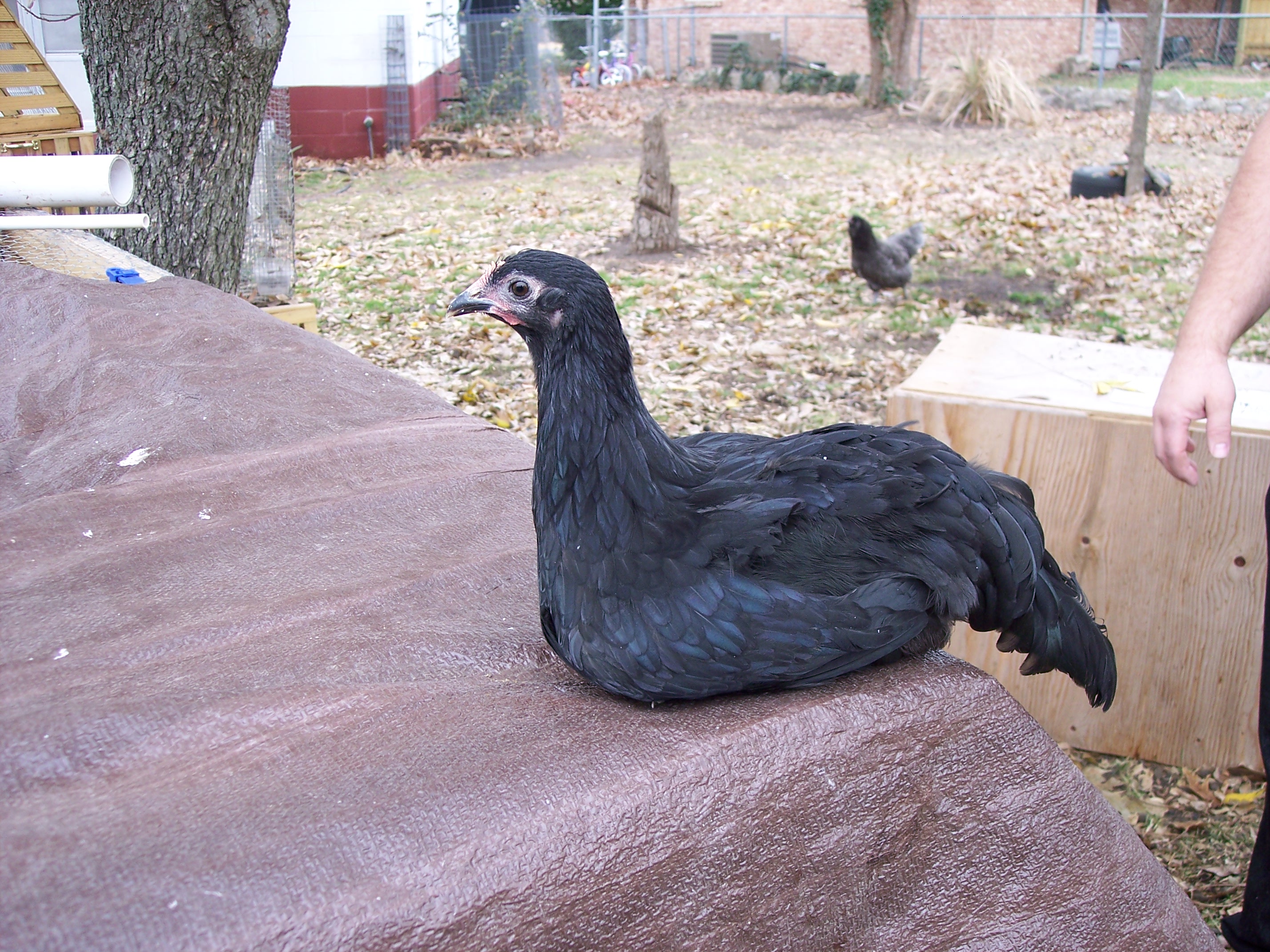 Black Isbar pullet | BackYard Chickens - Learn How to Raise Chickens