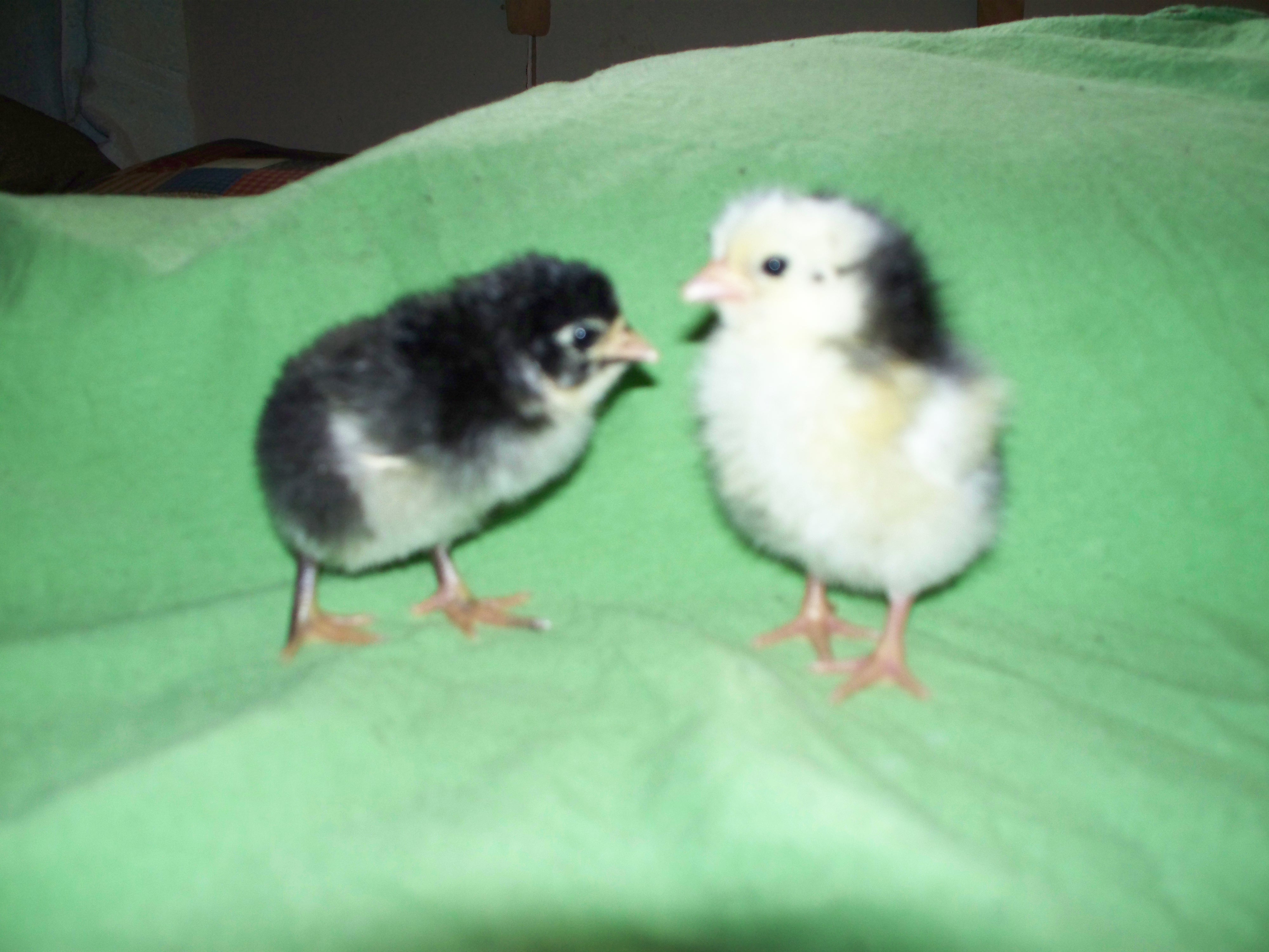 Black Java & one chick with the mottled gene | BackYard Chickens ...