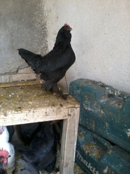 black marandi hen | BackYard Chickens - Learn How to Raise Chickens