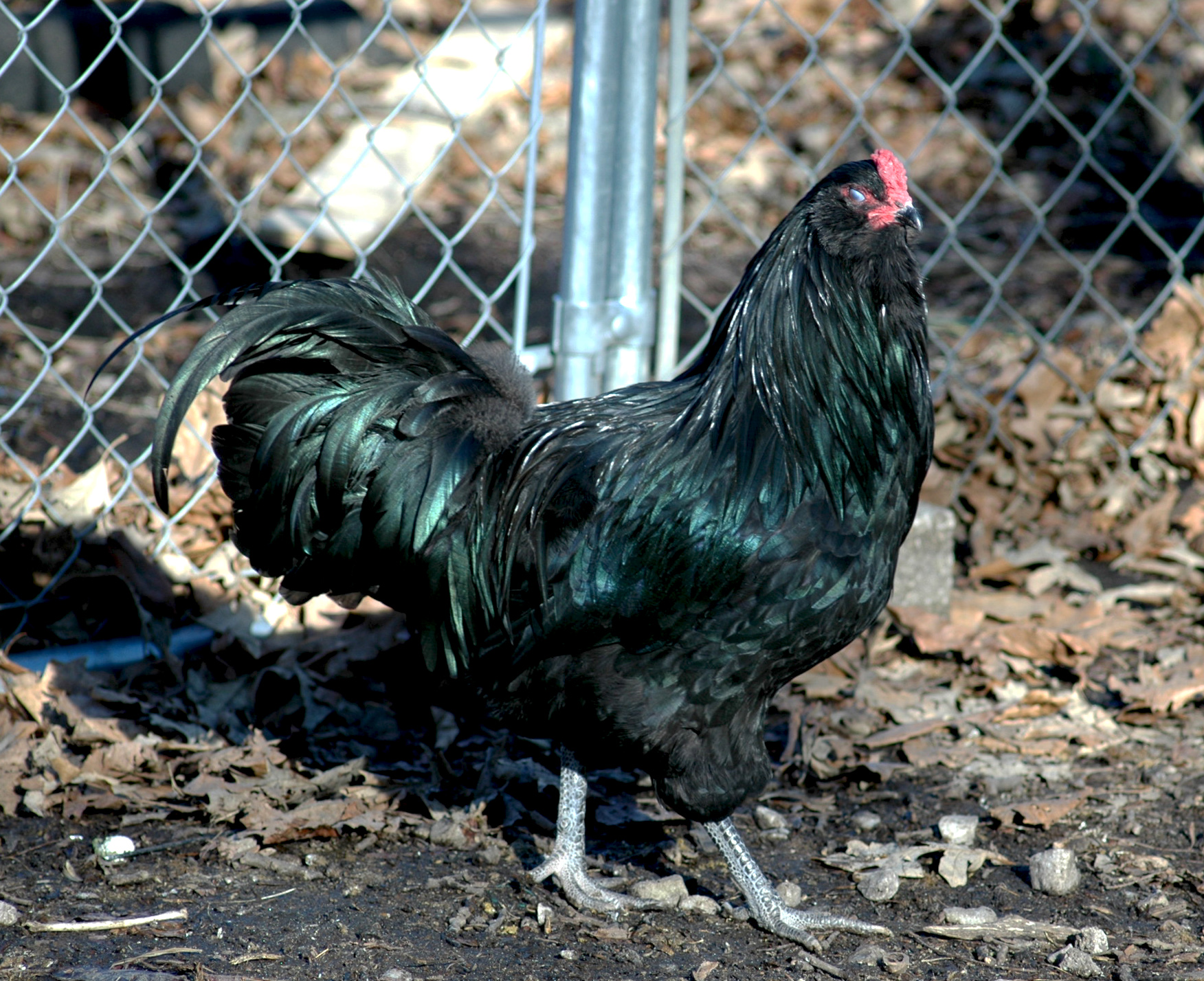 Black roo. | BackYard Chickens - Learn How to Raise Chickens