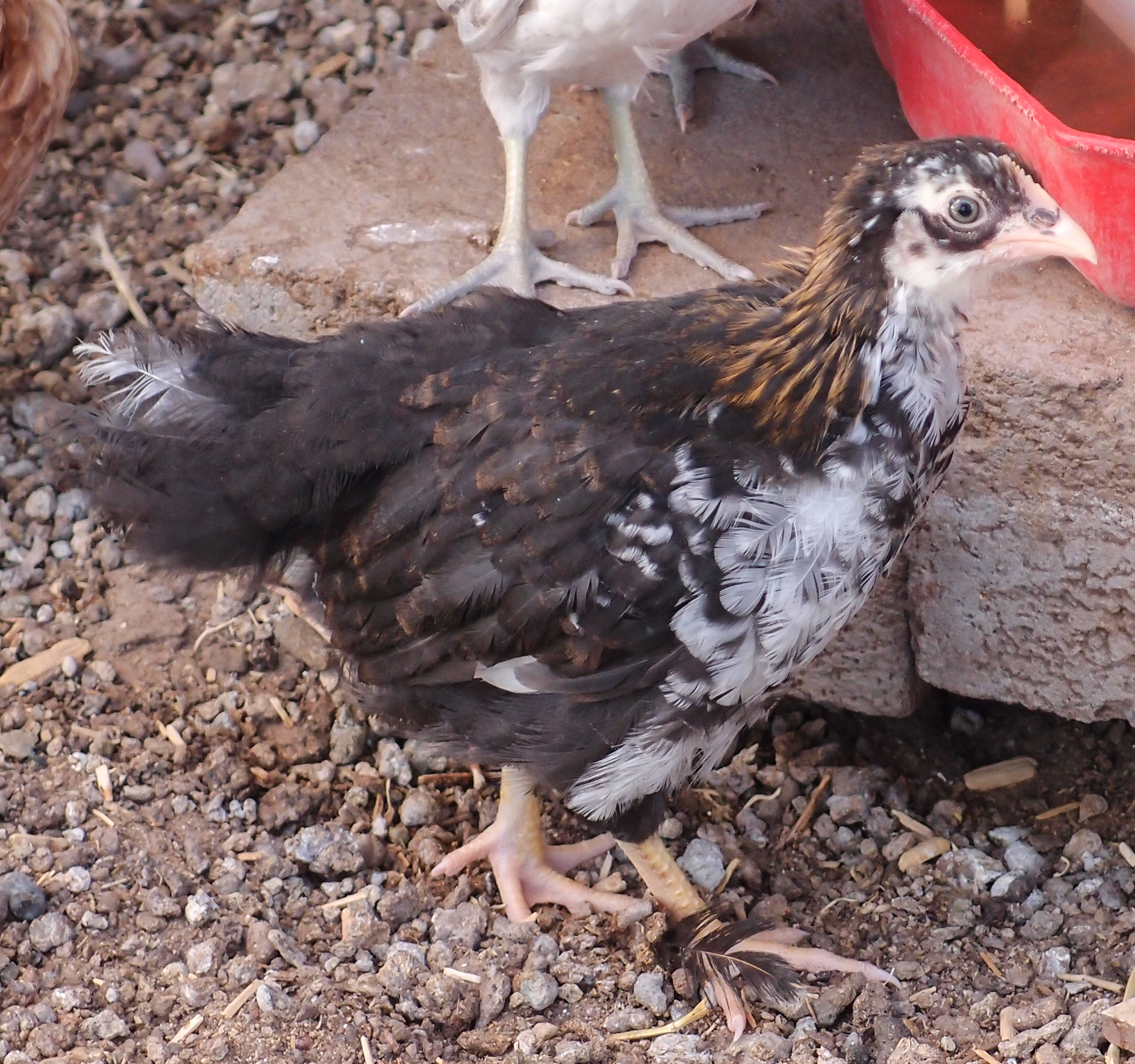 Black Swedish Flower Hen pullet | BackYard Chickens - Learn How to ...