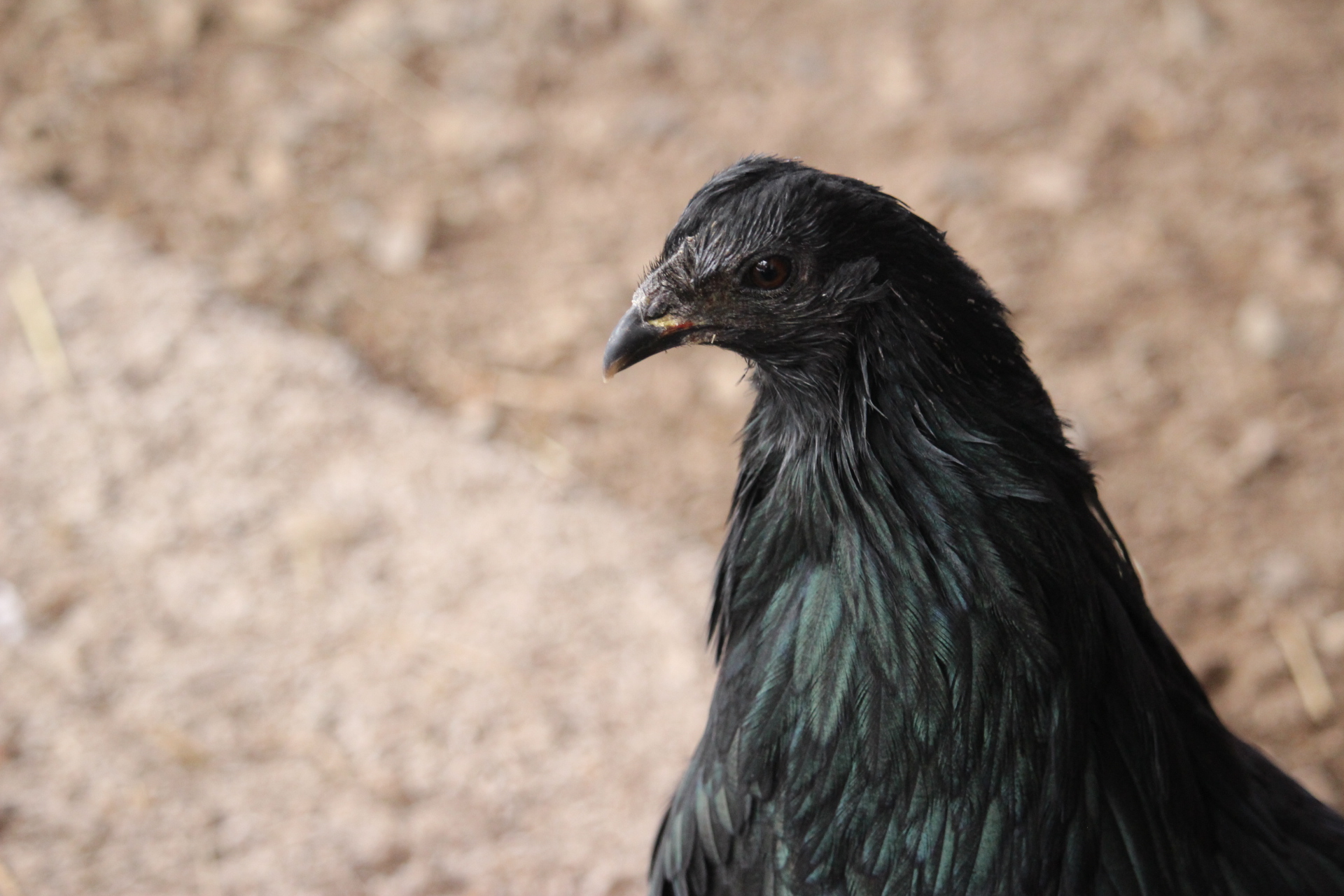 black_sumatra_pullet_andromeda6.JPG | BackYard Chickens - Learn How to ...