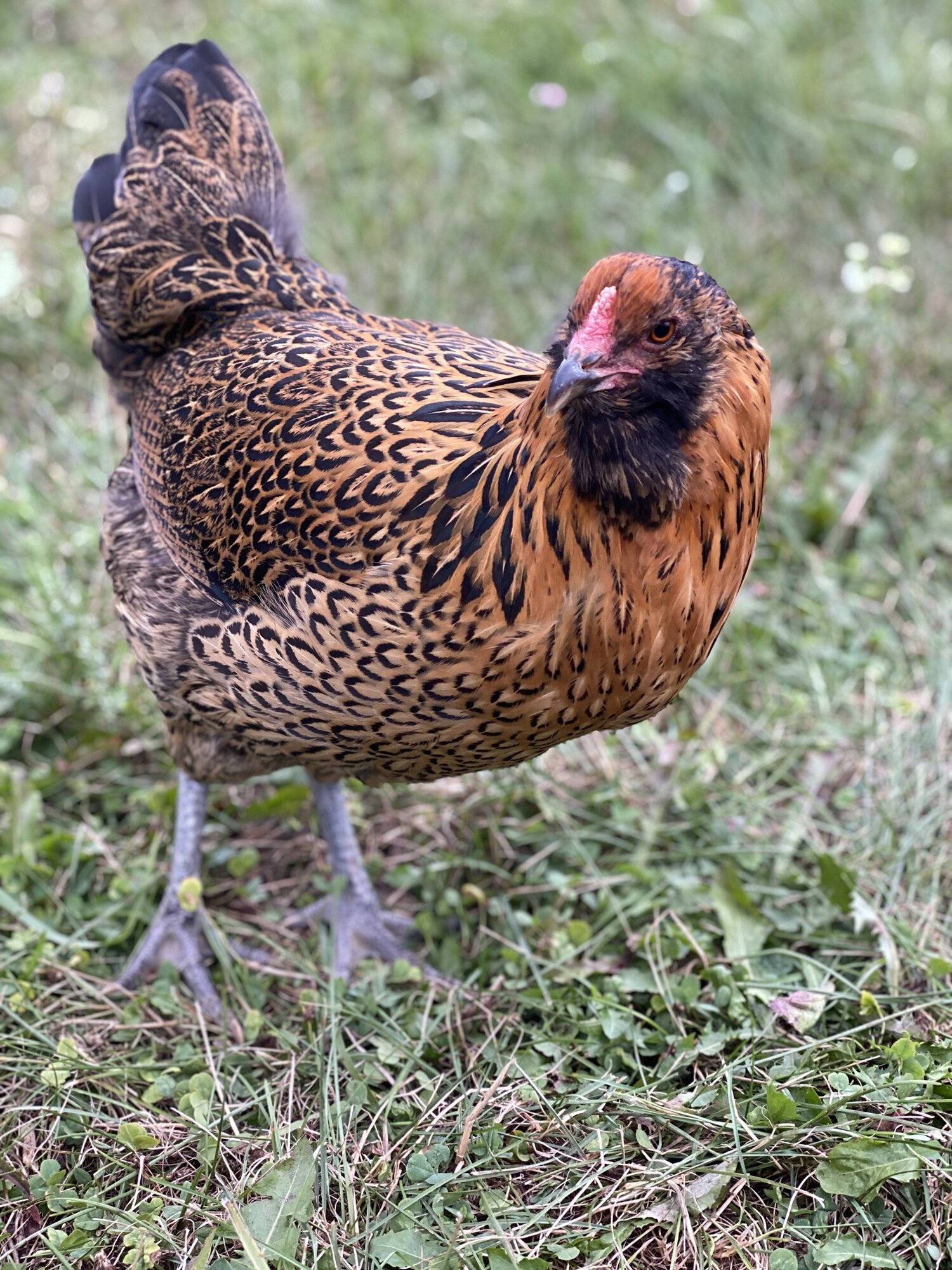 Blackbeard | BackYard Chickens - Learn How to Raise Chickens