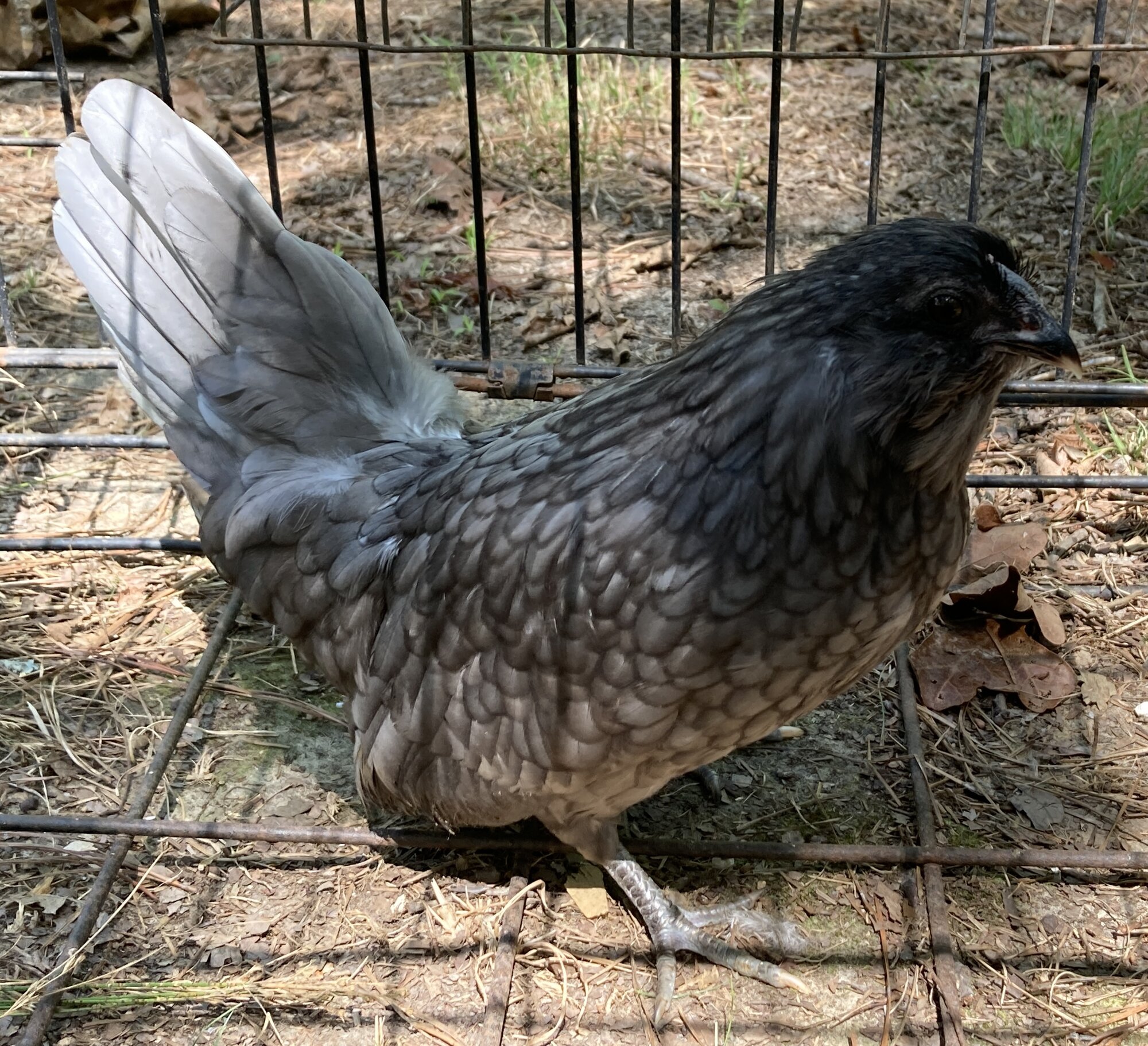 Blue Belgian Bearded d’Anvers pullet | BackYard Chickens - Learn How to ...