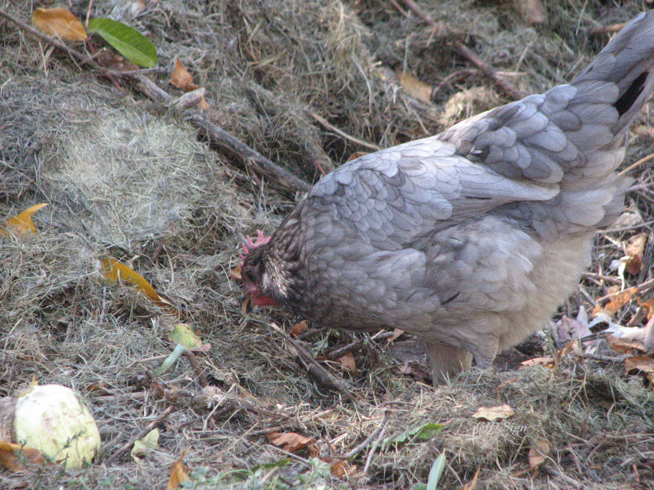 Blue Bell | BackYard Chickens