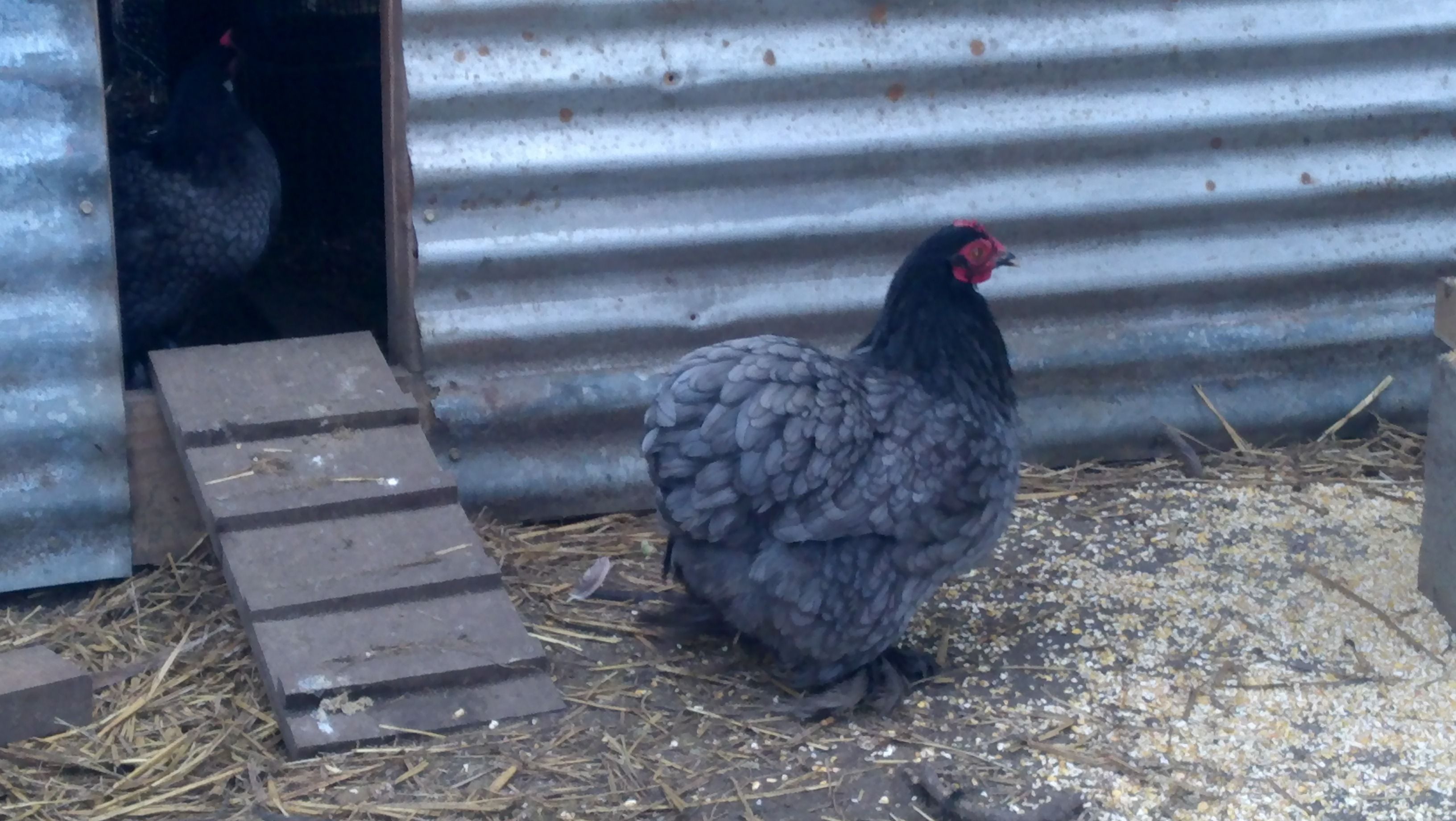 Blue Cochin | BackYard Chickens - Learn How to Raise Chickens