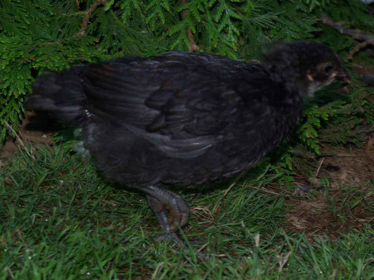 Blue Copper Marans chick | BackYard Chickens - Learn How to Raise Chickens