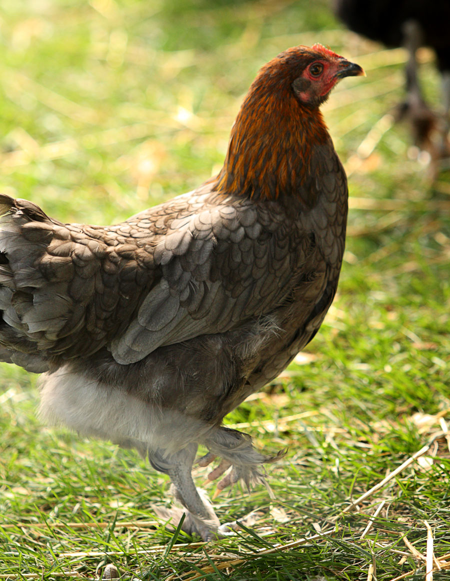Blue Copper Marans pullet. | BackYard Chickens - Learn How to Raise ...