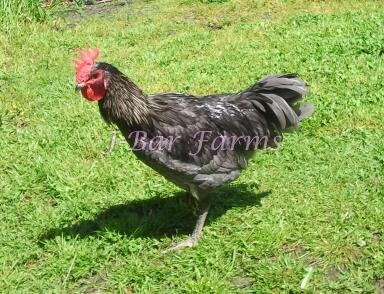 Blue Isbar cockerel | BackYard Chickens - Learn How to Raise Chickens