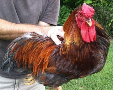 Blue Laced Red Wyandotte Rooster | BackYard Chickens - Learn How to ...